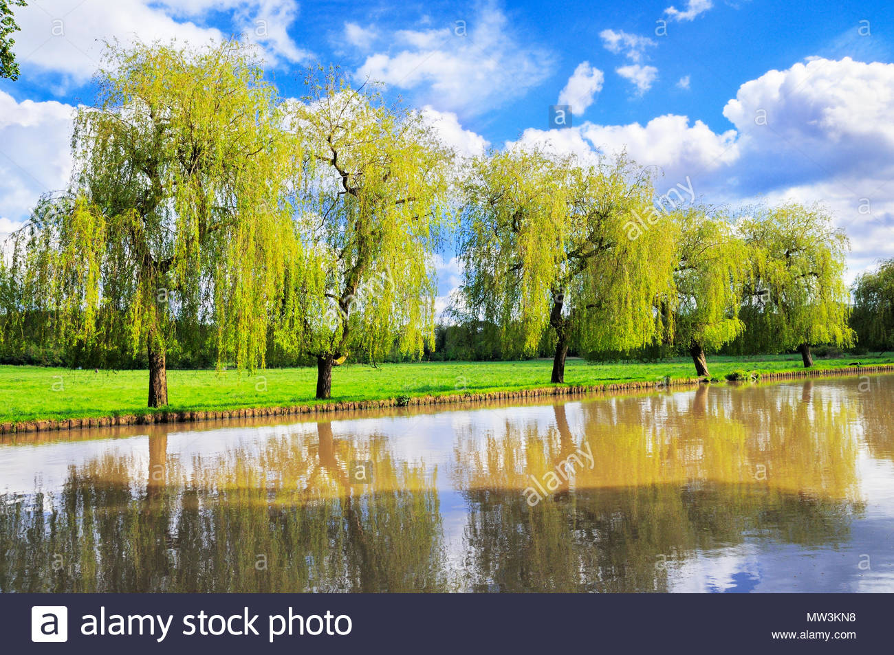 Weeping Willow Tree And Water High Resolution Stock Photography and ...