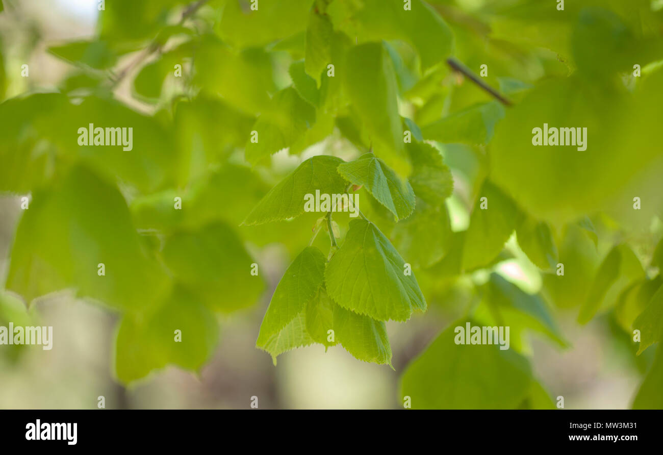 seasonal background of young tender green lime tree leaves Stock Photo ...