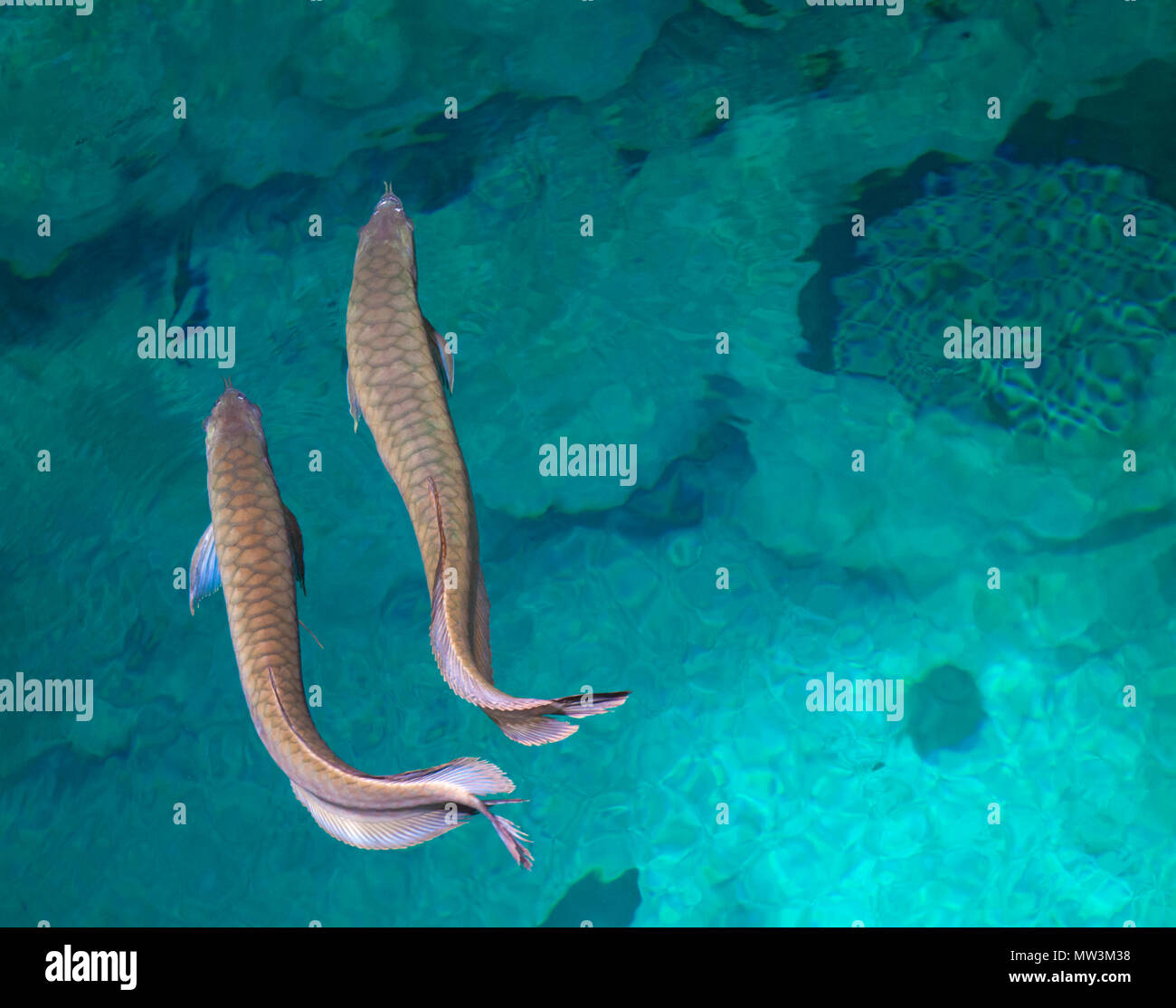 Silver Arowana Wallpaper
