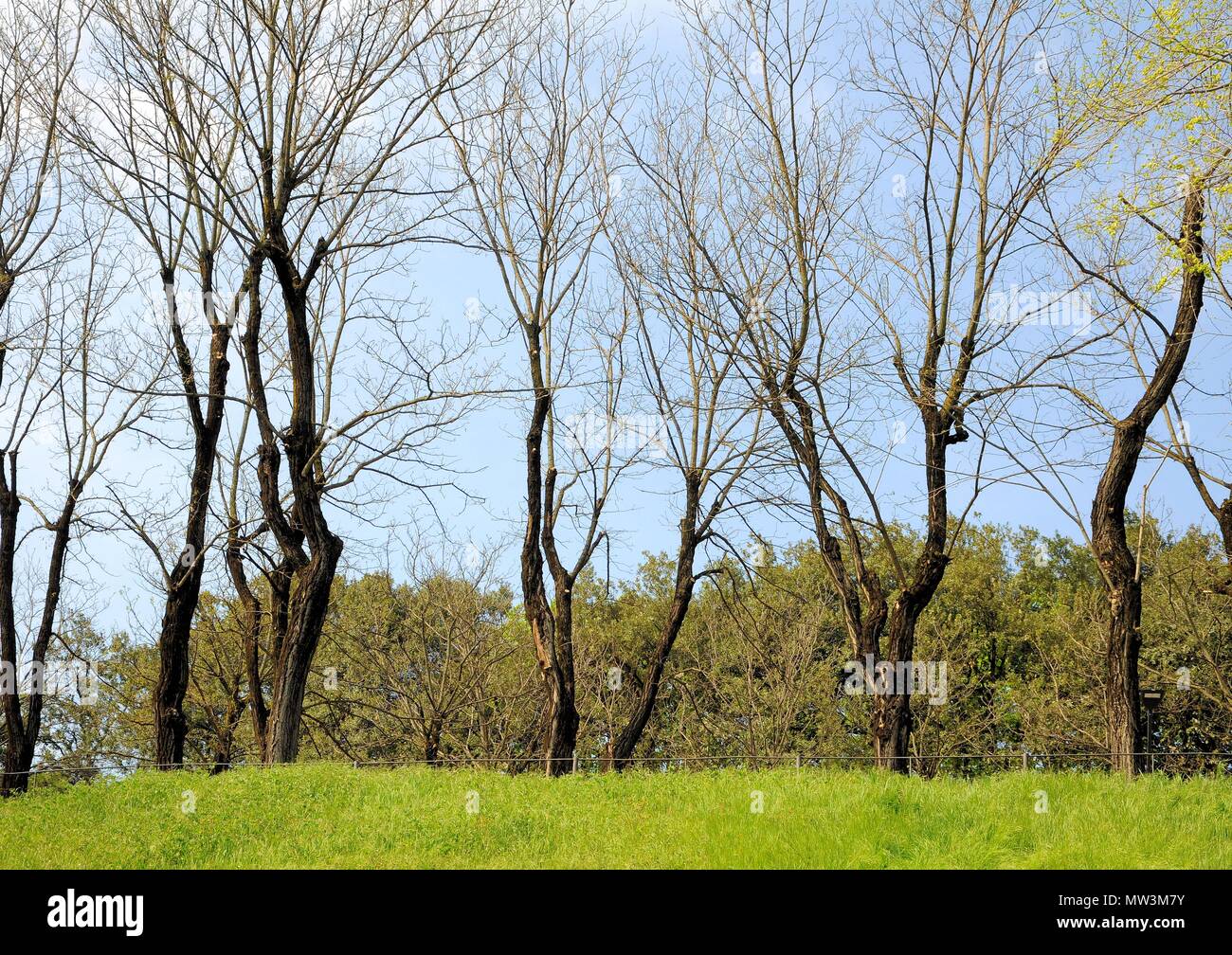 Row of trees in a park hi-res stock photography and images - Alamy