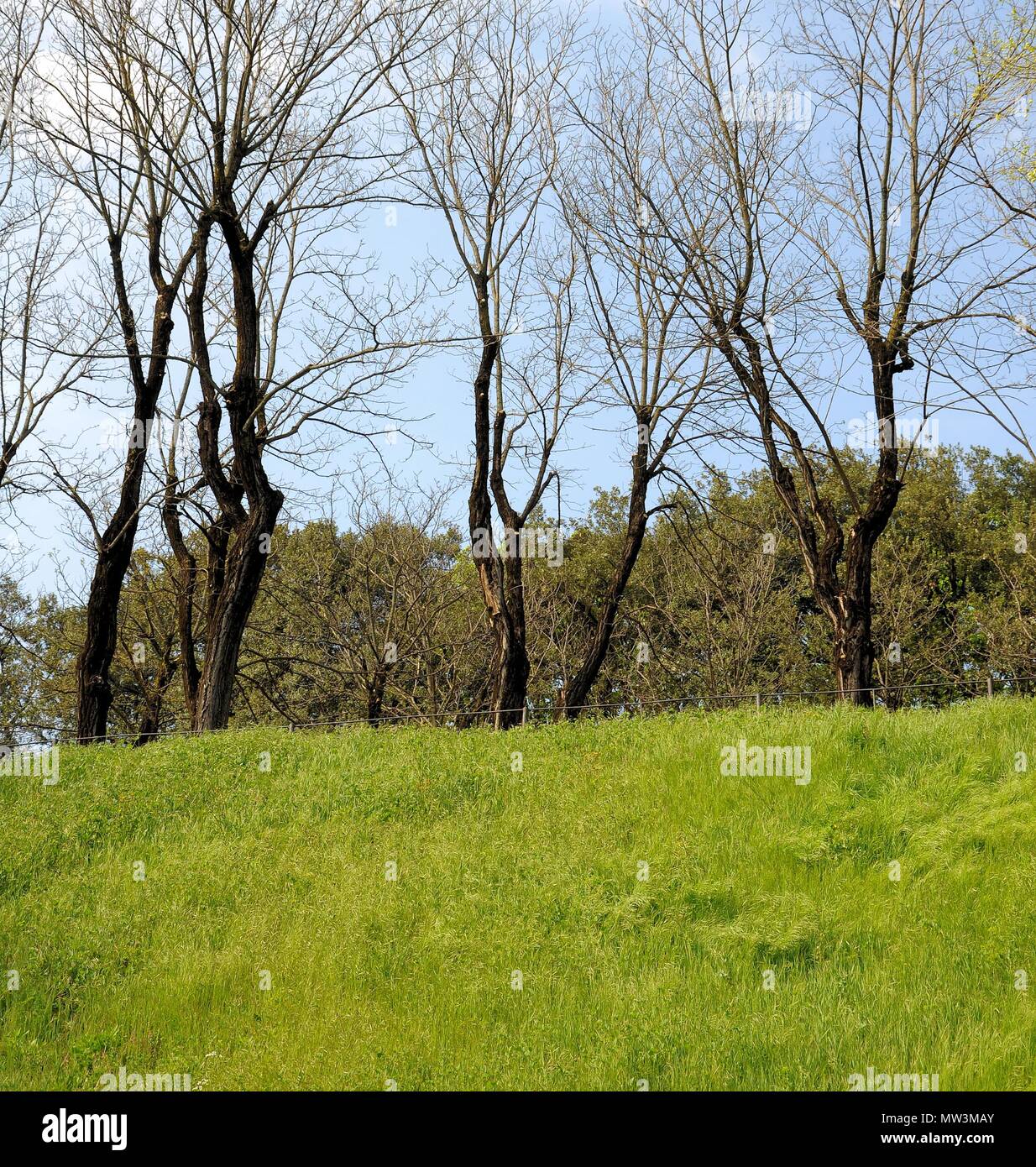 Row of trees in a park hi-res stock photography and images - Alamy