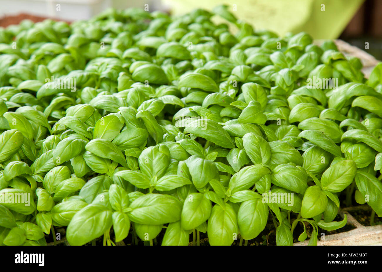 tray of basil small seedlings ready for replanting Stock Photo - Alamy