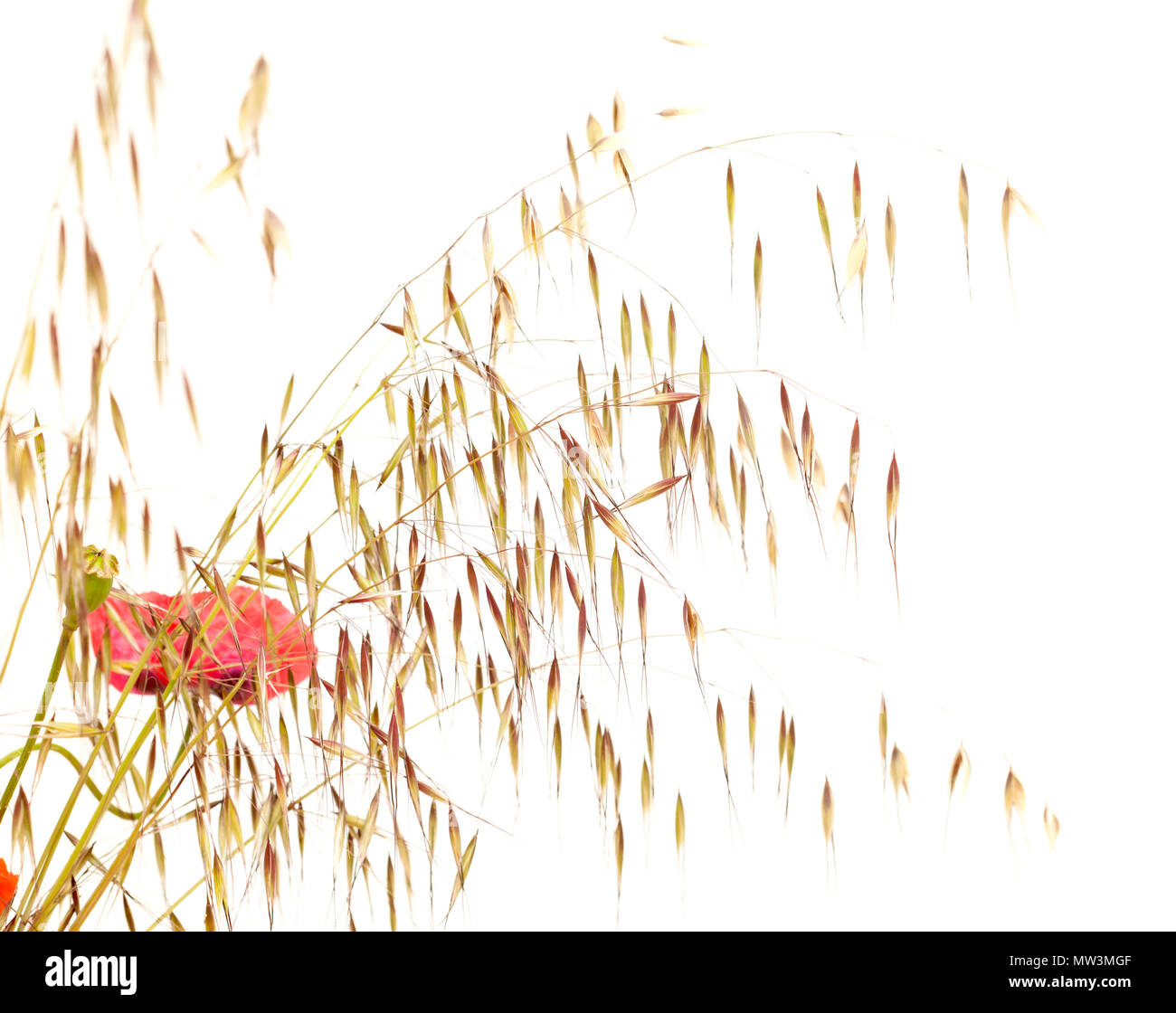 Flora of Gran Canaria - Avena fatua isolated on white background Stock ...