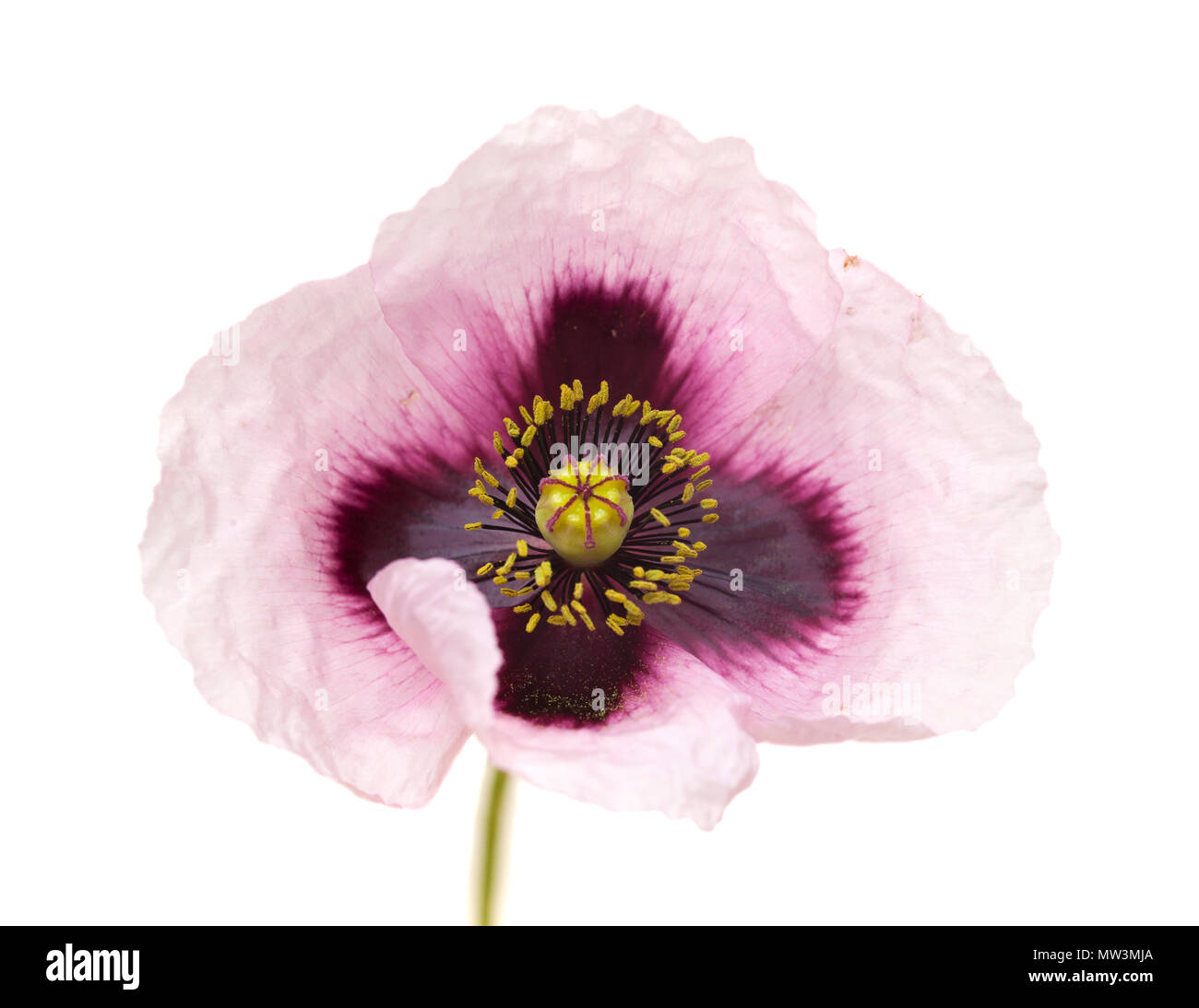 Flora of Gran Canaria - pink Papaver somniferum isolated on white ...
