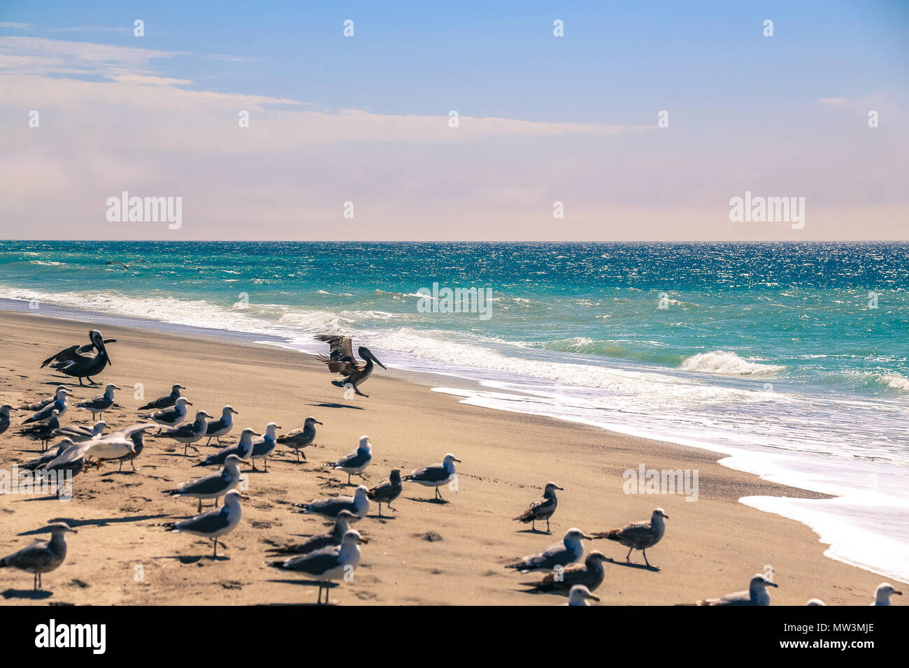 The west coast birds hi-res stock photography and images - Alamy