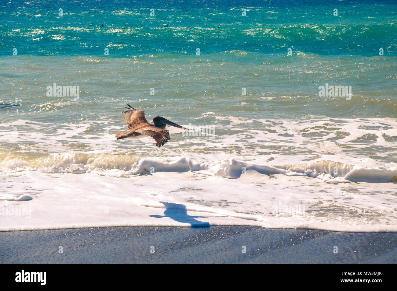 Shoreline bird photography hi-res stock photography and images - Alamy