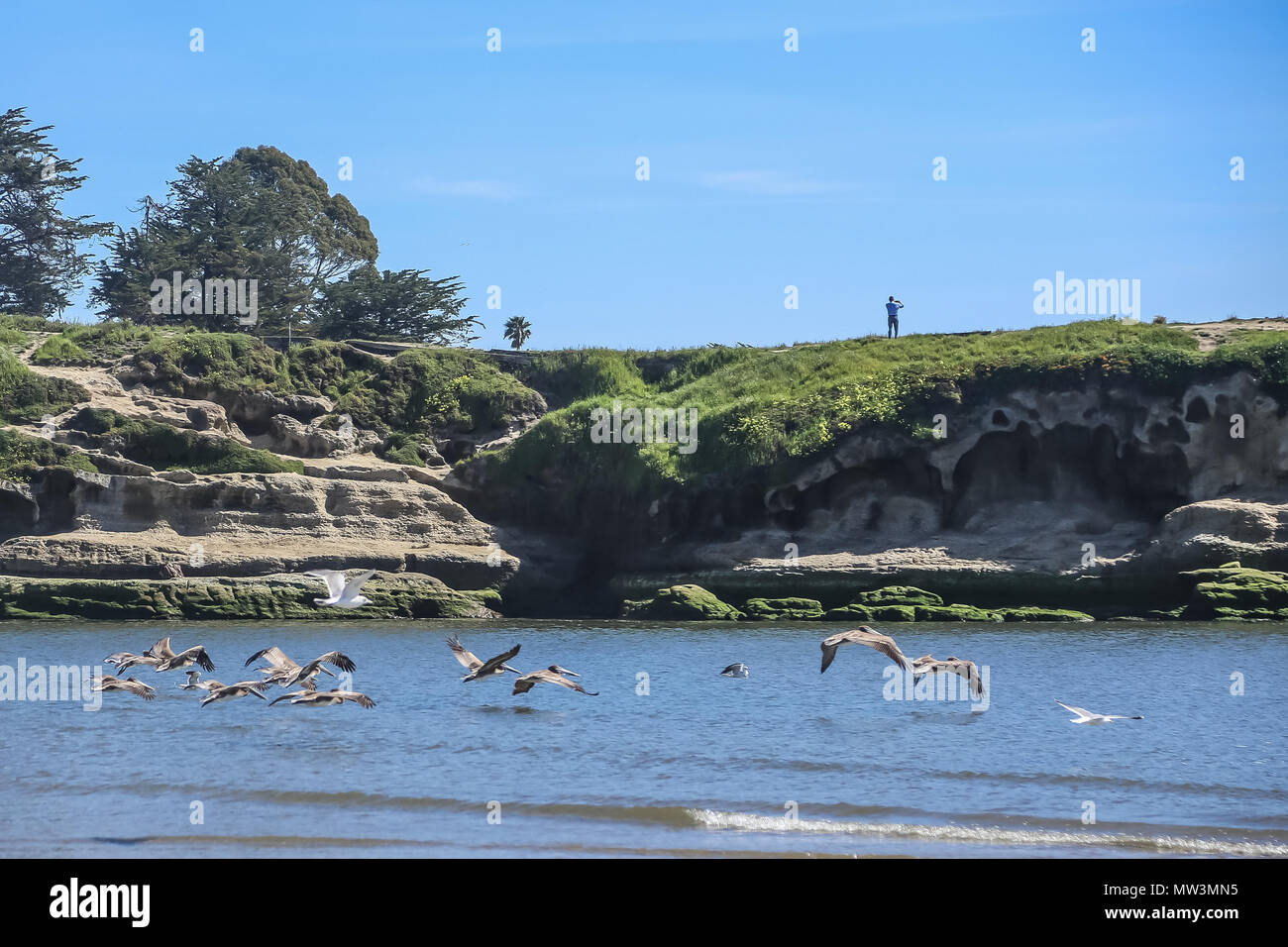 Flock birds flying usa hi-res stock photography and images - Alamy