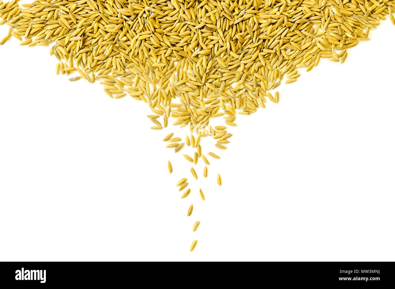 Top view of paddy rice and rice seed on the white background for ...