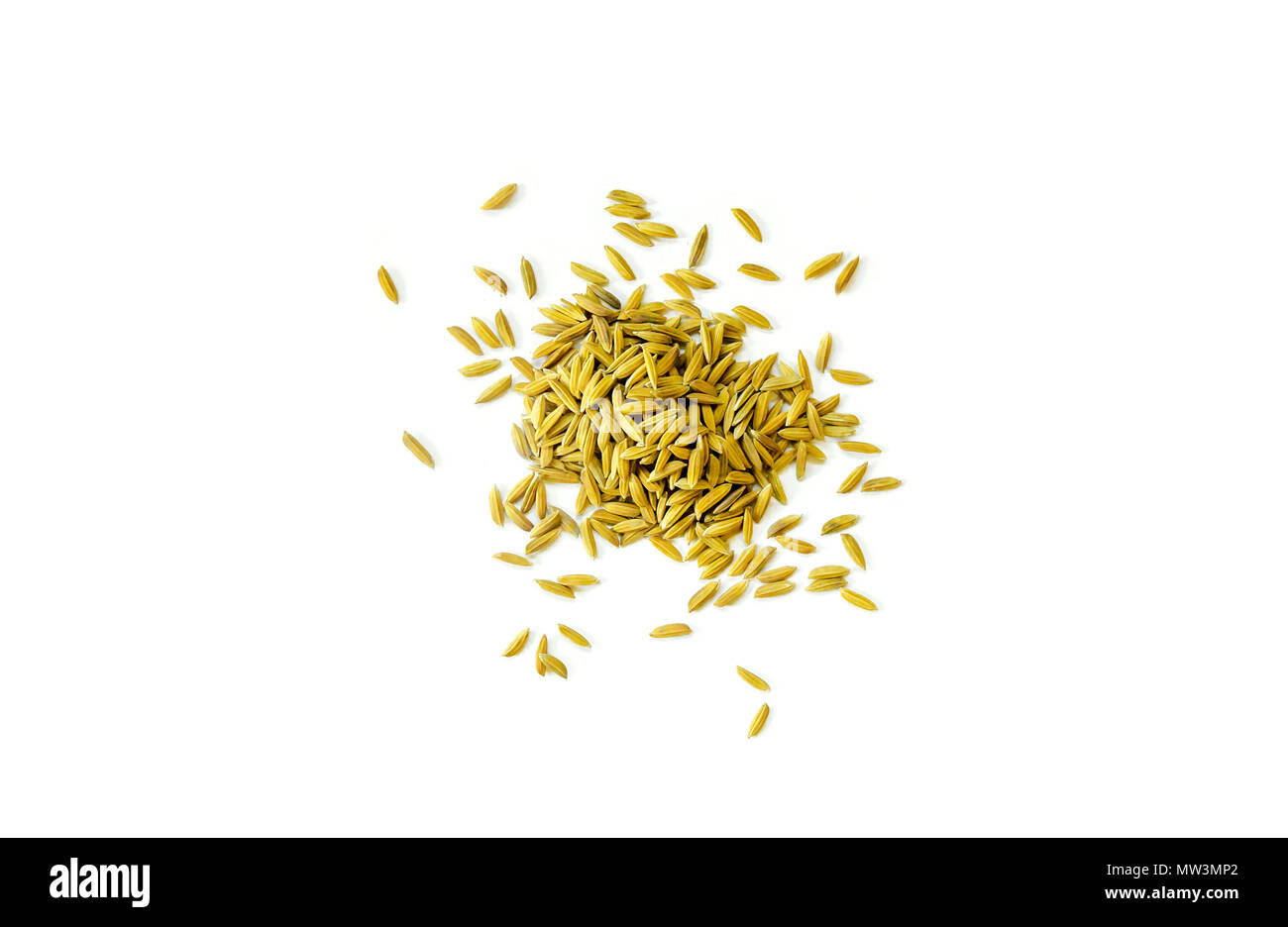 Pile of paddy rice and rice seed on the white background for isolated ...