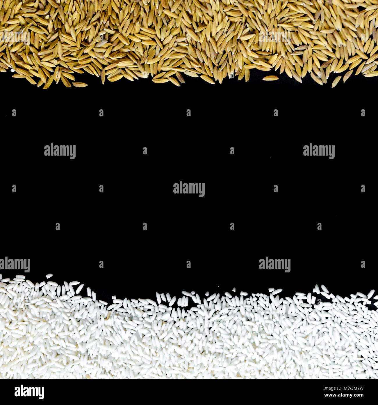 Top view of paddy rice and rice seed on the black background for ...