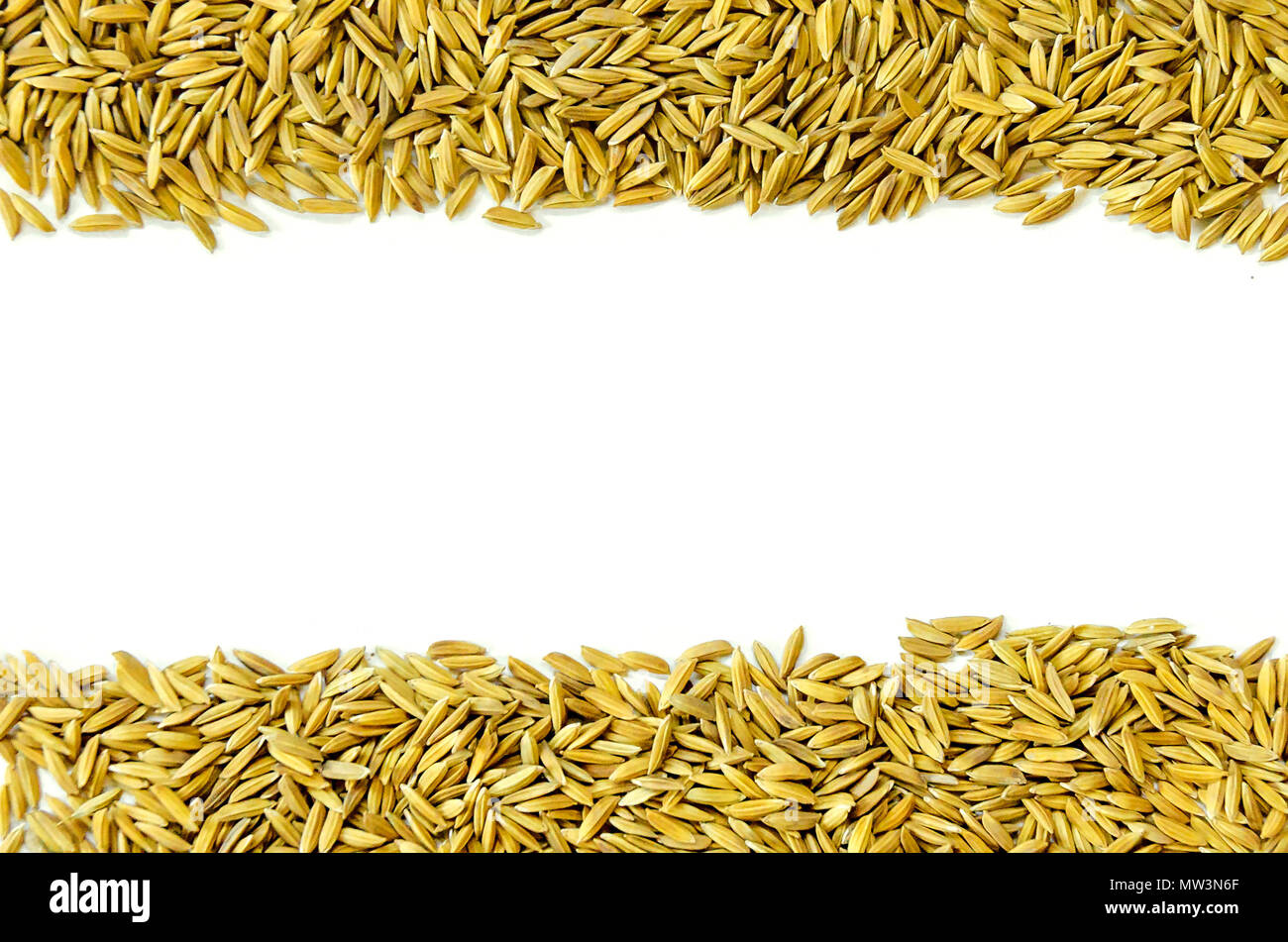 Frame by paddy rice and rice seed on the white background for isolated ...