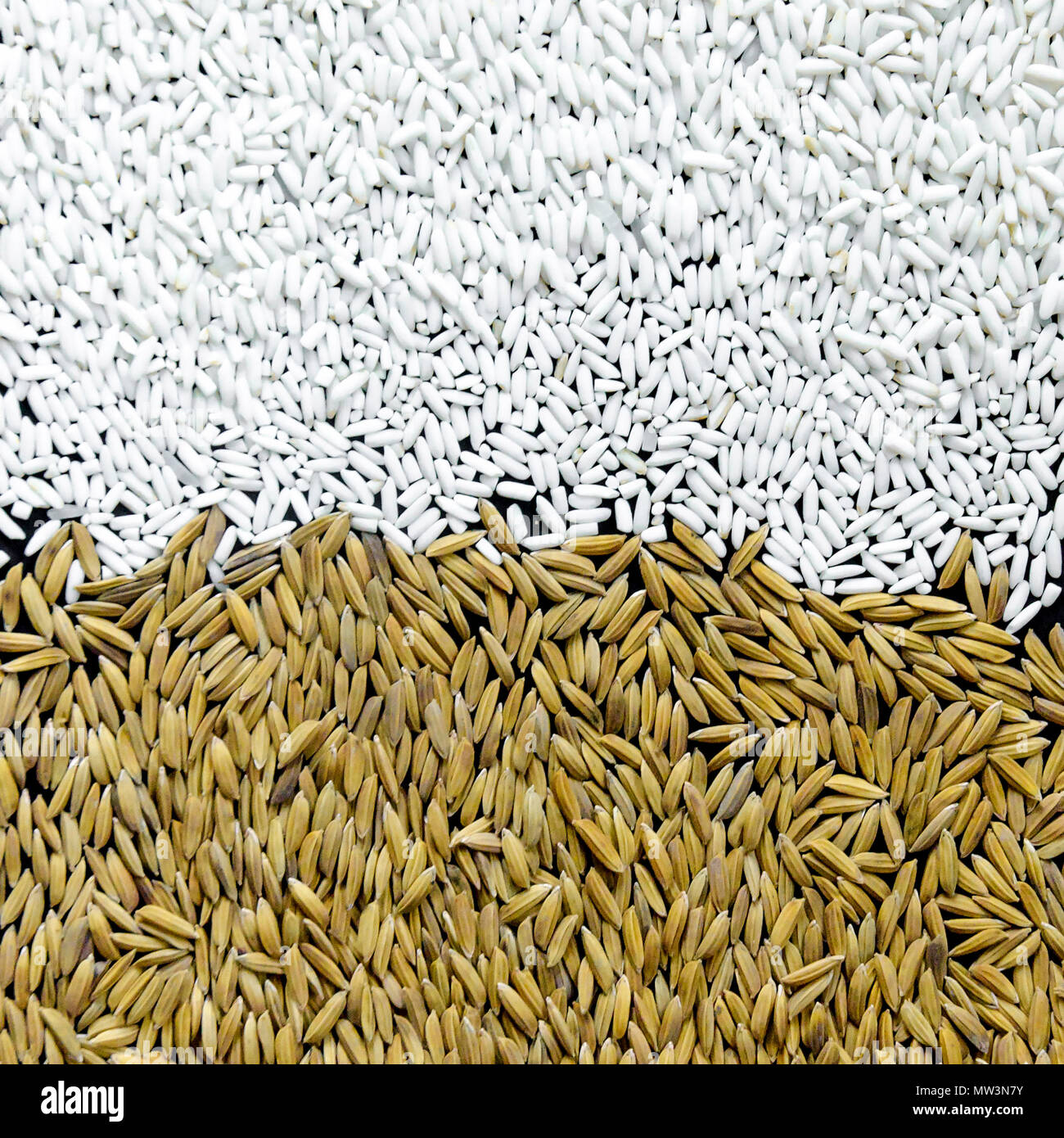 Background from pile of paddy rice and and rice seed, Brown of rice ...