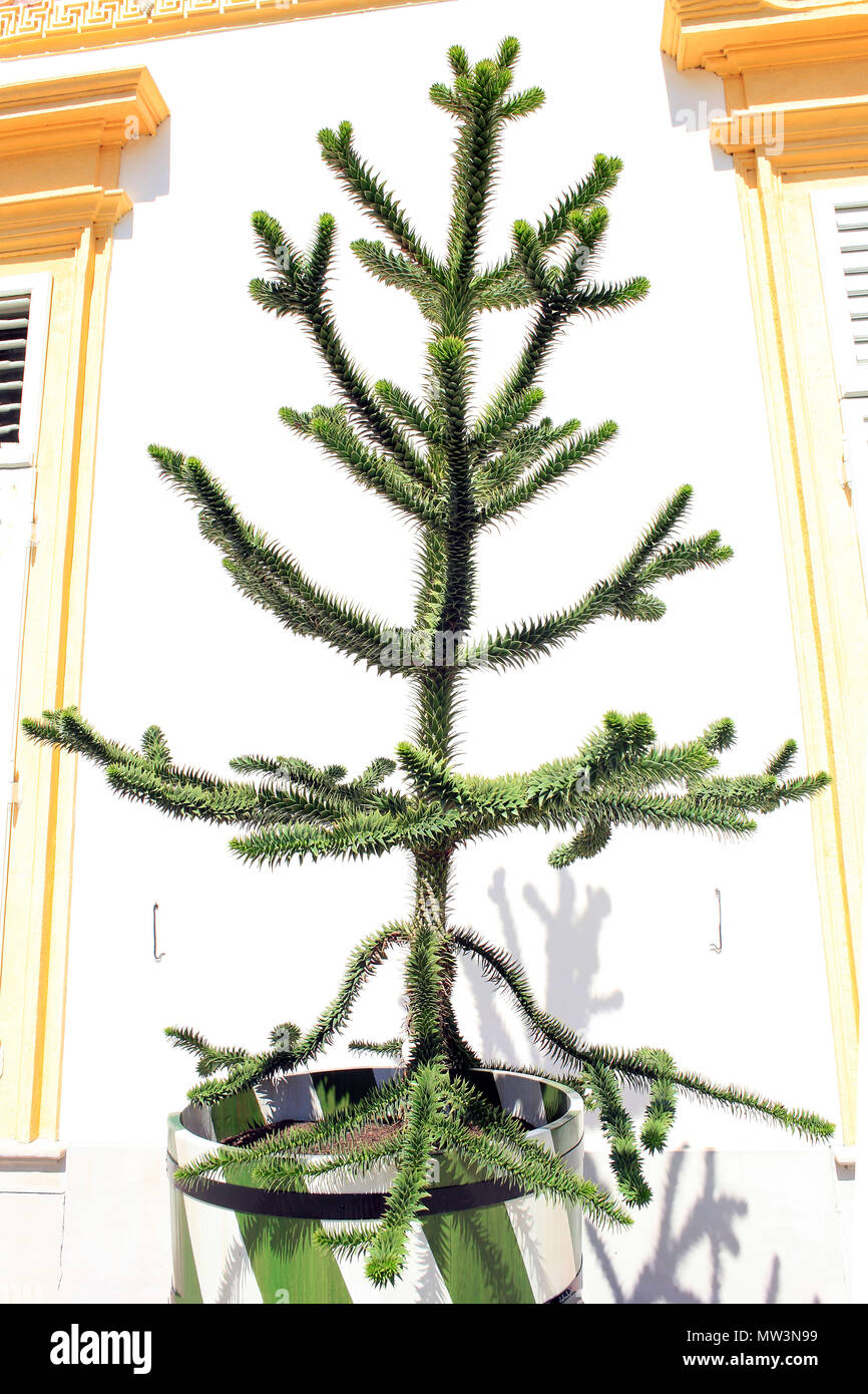 Evergreen tree Araucaria grows in wooden tub. Araucaria araucana or ...