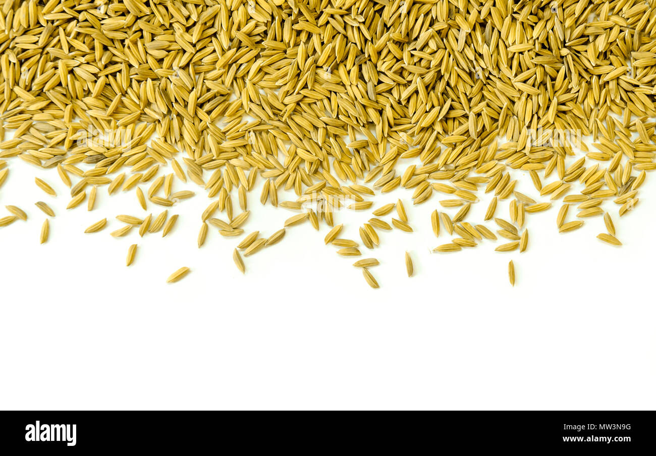 Top view of paddy rice and rice seed on the white background for ...