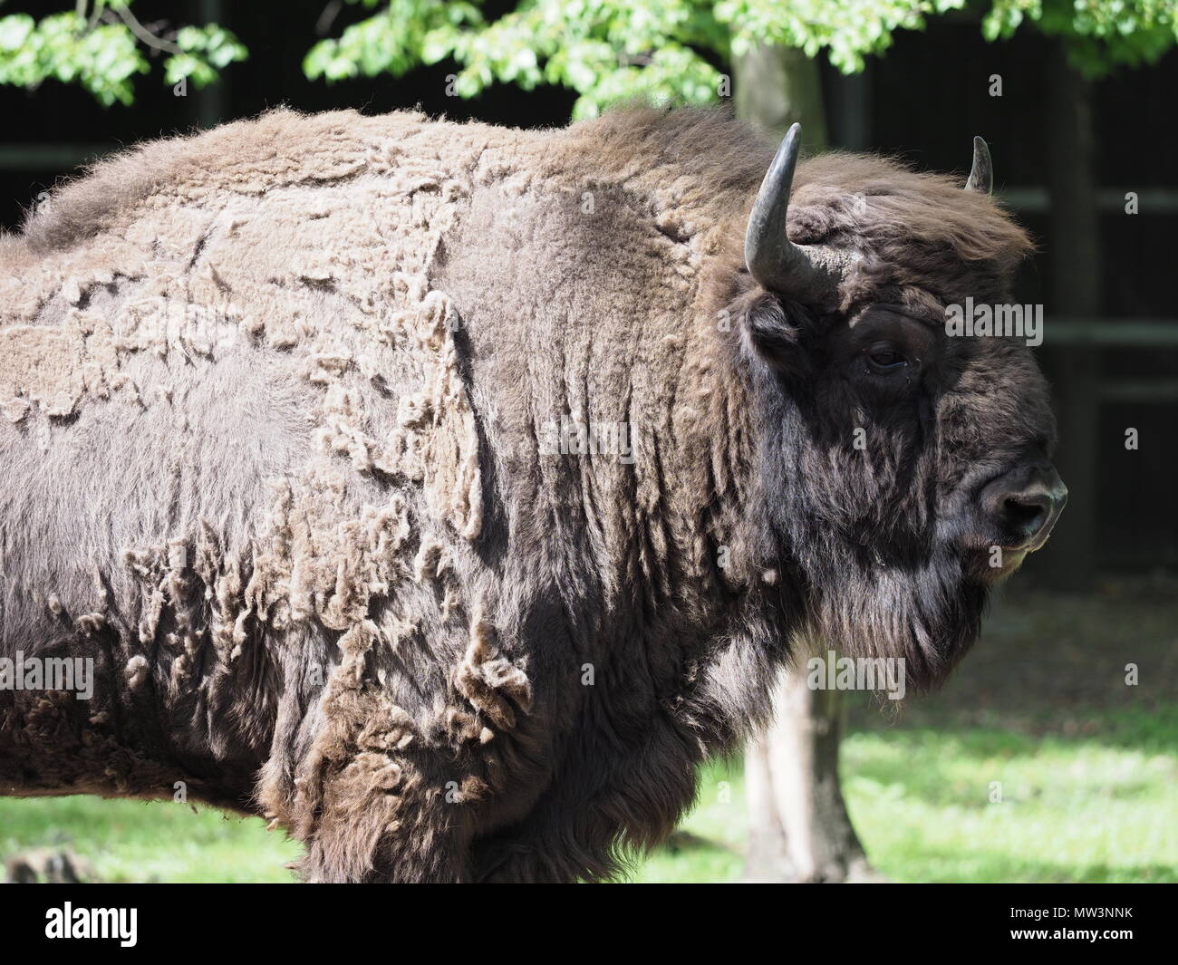 Focus on wonderful european bison looks and stands alone on sandy ...