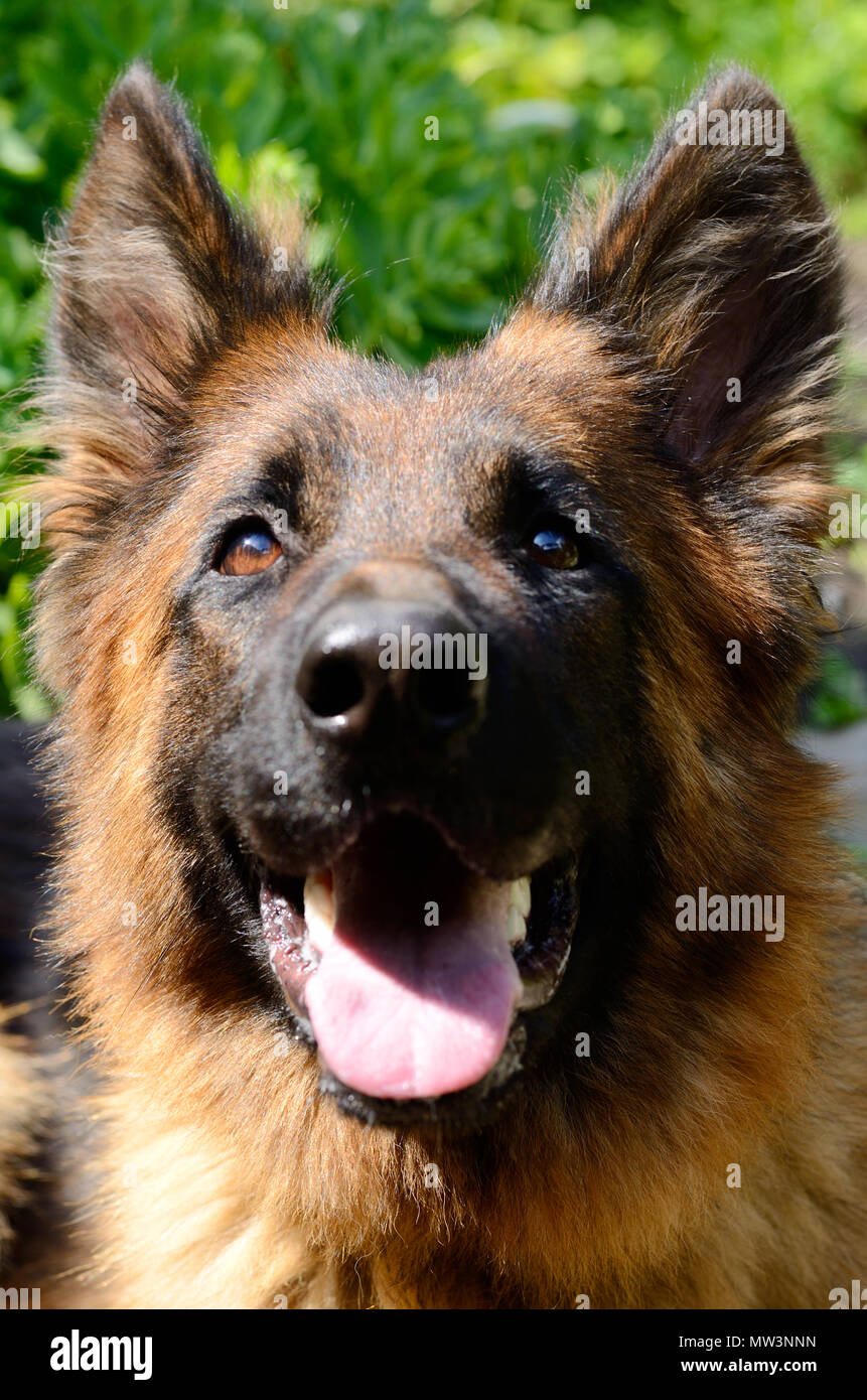 CLose-up portrait of Young Fluffy Dog Breed German Shepherd lying in ...