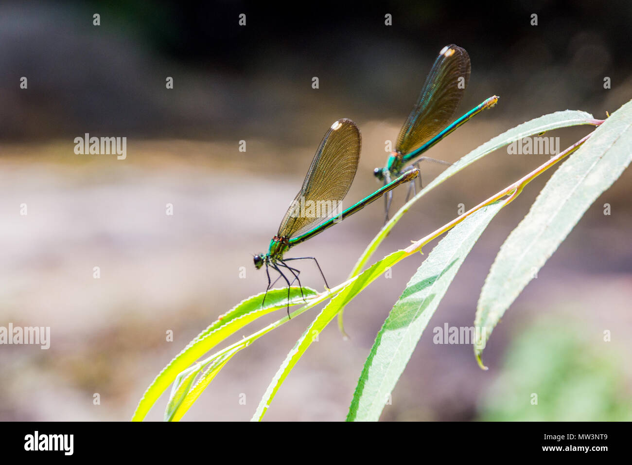 Two dragonflies on flower hi-res stock photography and images - Alamy