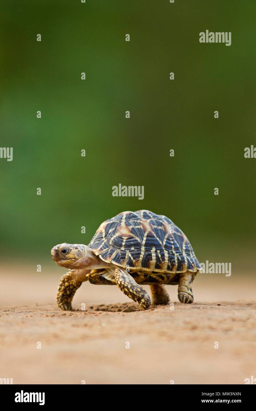 Kachbo hi-res stock photography and images - Alamy