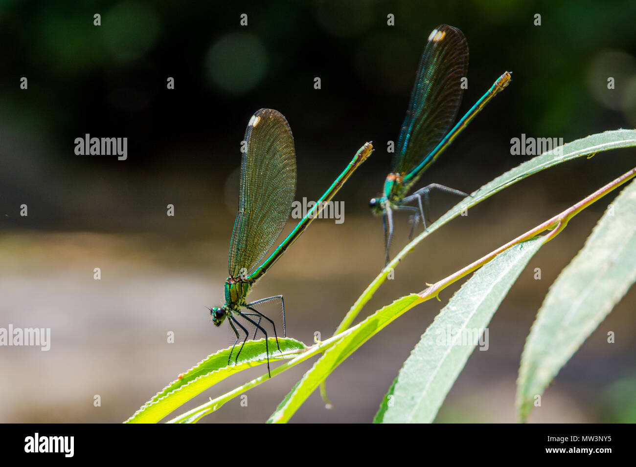 Two dragonflies on flower hi-res stock photography and images - Alamy
