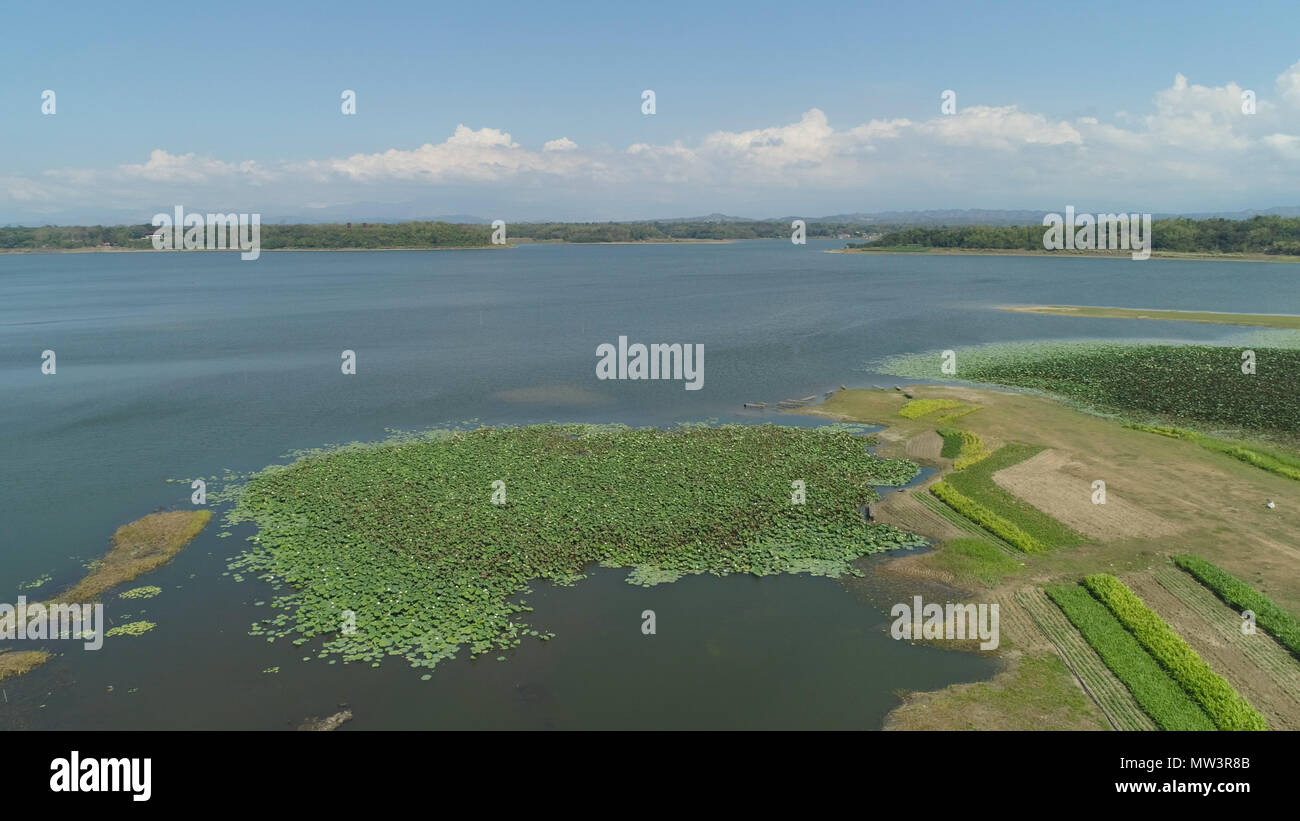 Aerial view of Paoay Lake with water lilies, Philippines. Lake against ...