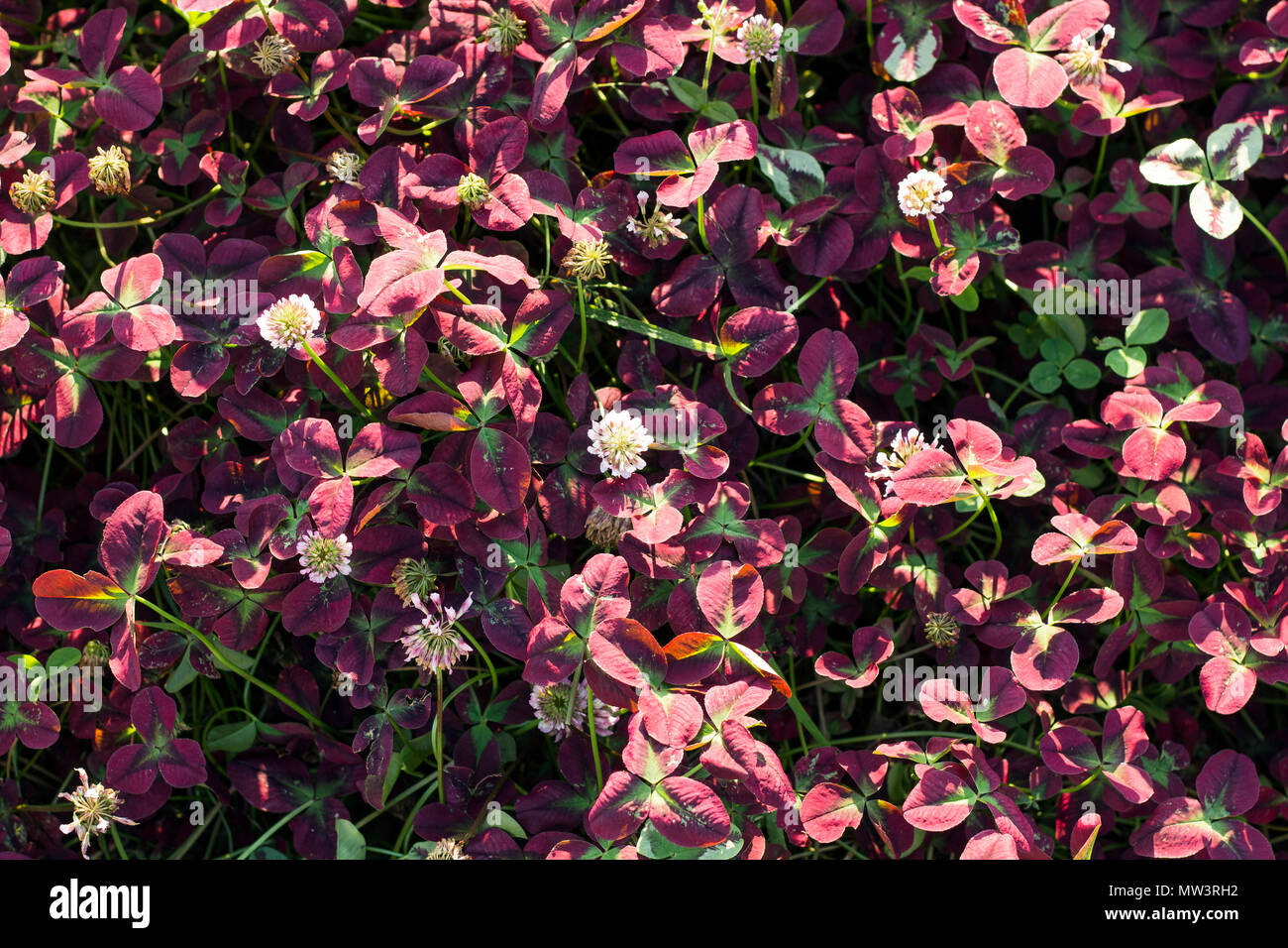Pink Clover flowers with pink leaves, top view Stock Photo - Alamy
