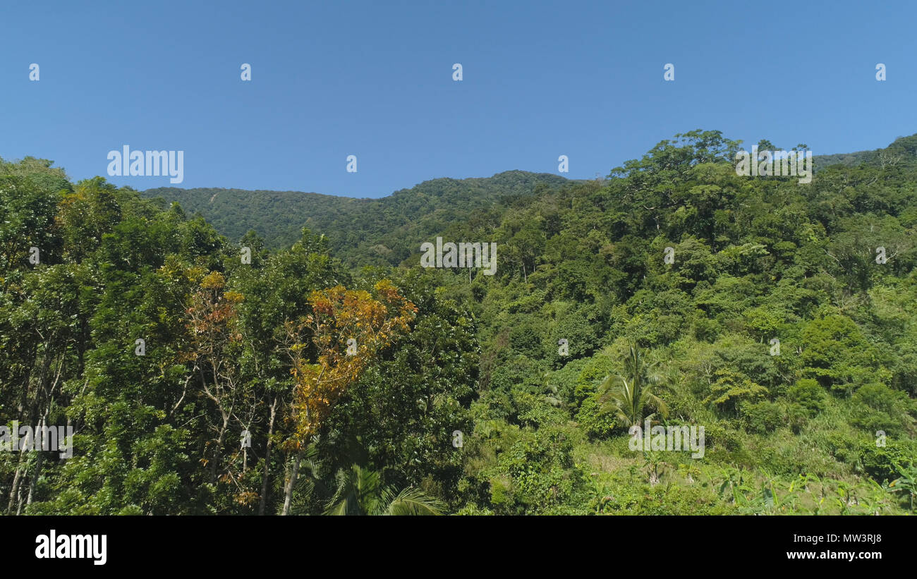 Aerial view of mountains with green forest, trees, jungle with blue sky ...