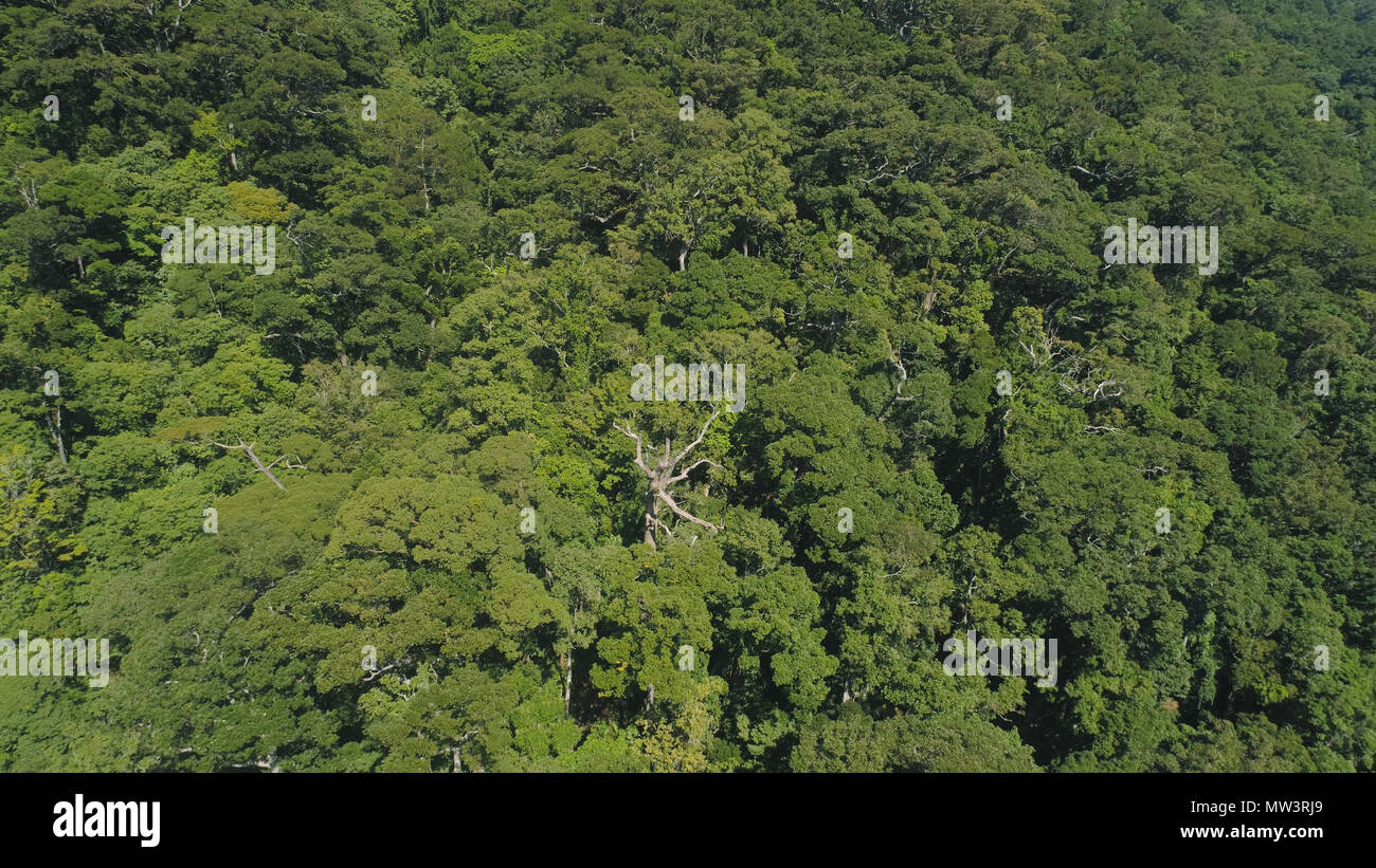 Aerial view of mountains with green forest, trees, jungle. Slopes of ...