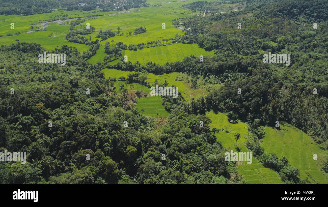 Aerial view of rice plantation,terrace, agricultural land of farmers ...
