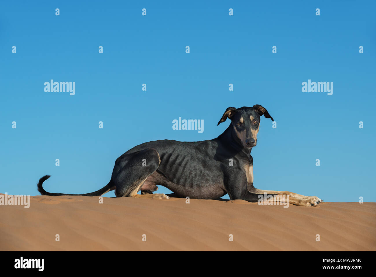 A black Sloughi dog (Arabian greyhound) on top of a sand dune in the ...