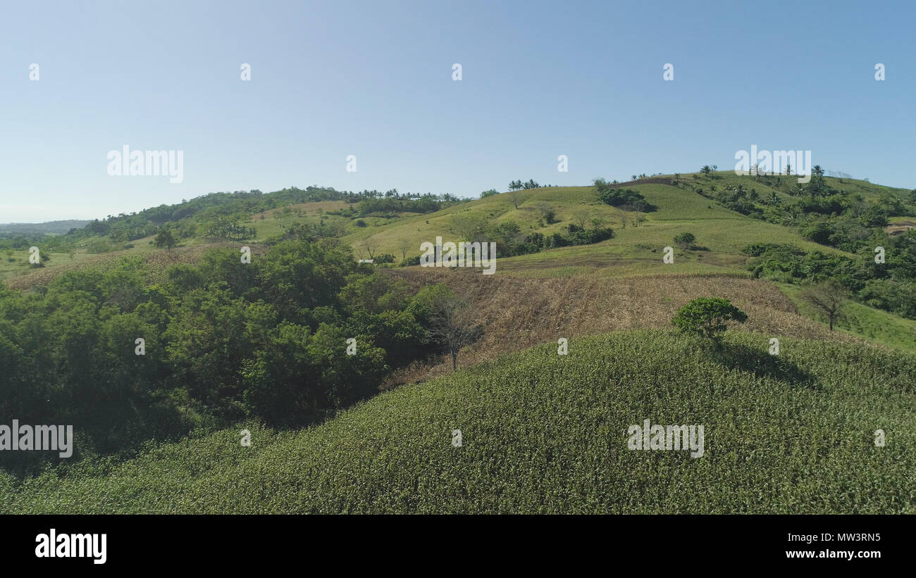 Green corn fields in the hills, Philippines, Luzon. Corn field in ...