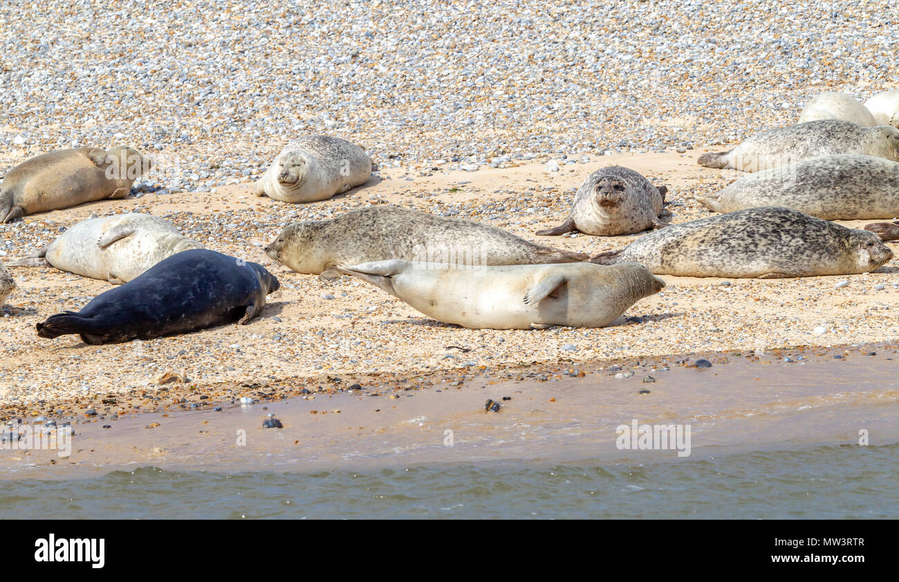 Common and Grey seals at Blakeney Point, Morston, Norfolk, UK Stock ...