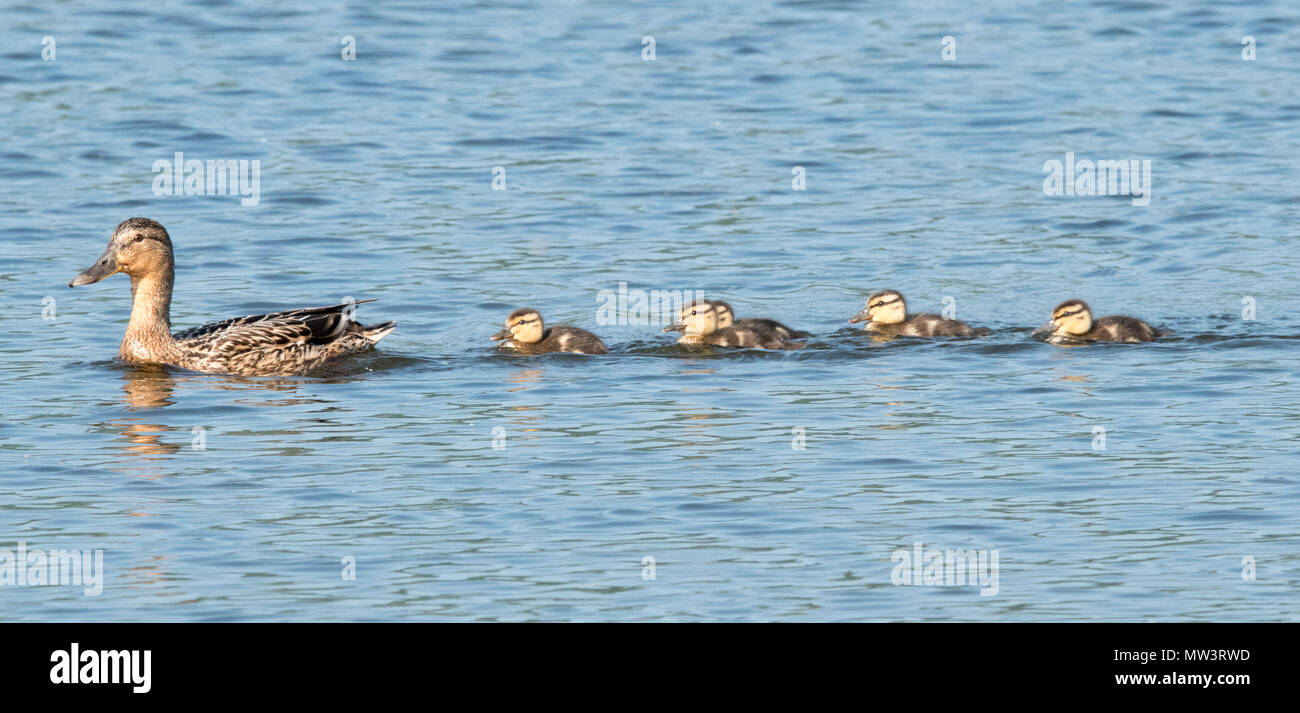 Female mallard duck with ducklings Stock Photo - Alamy