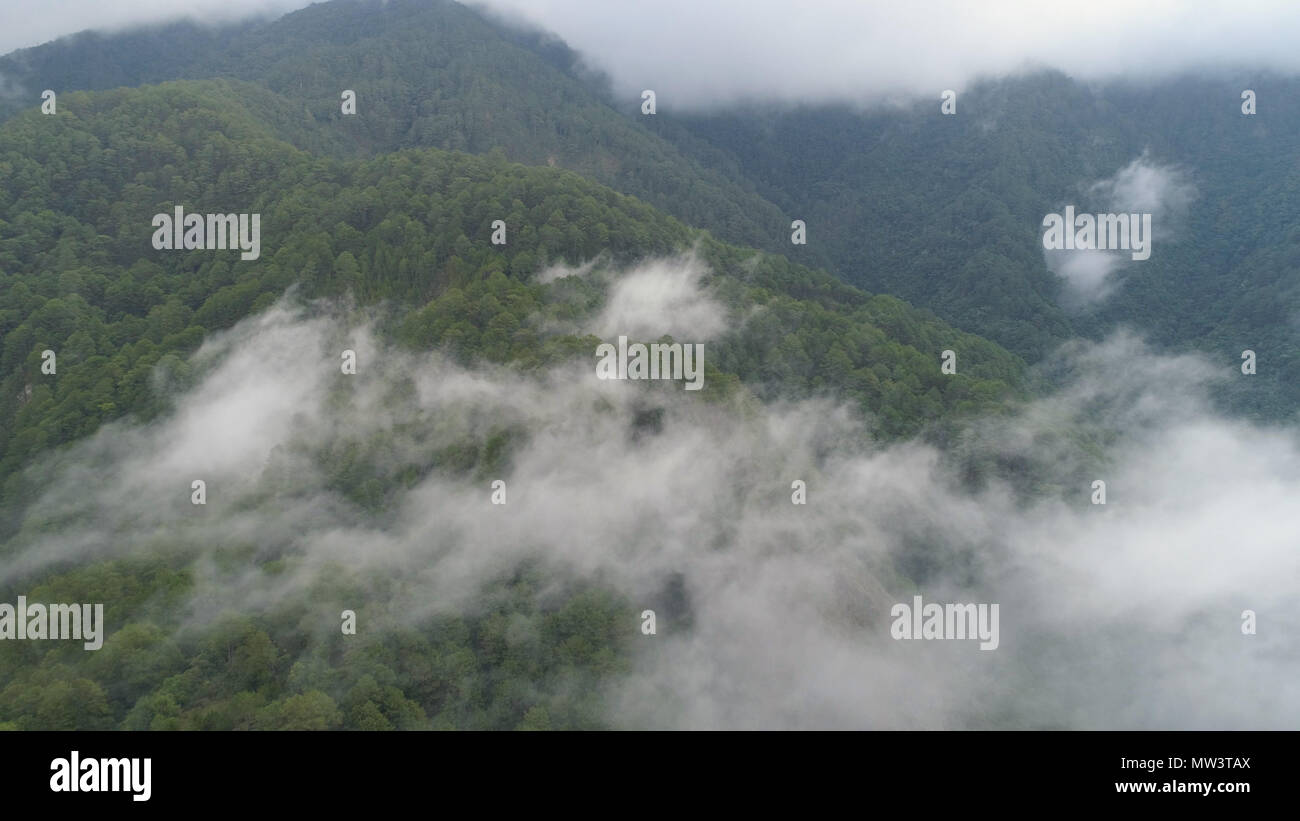Aerial view of mountains covered forest, trees in clouds and fog ...