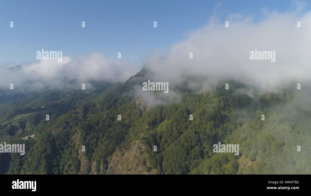 Aerial view of mountains covered forest, trees in clouds and fog ...
