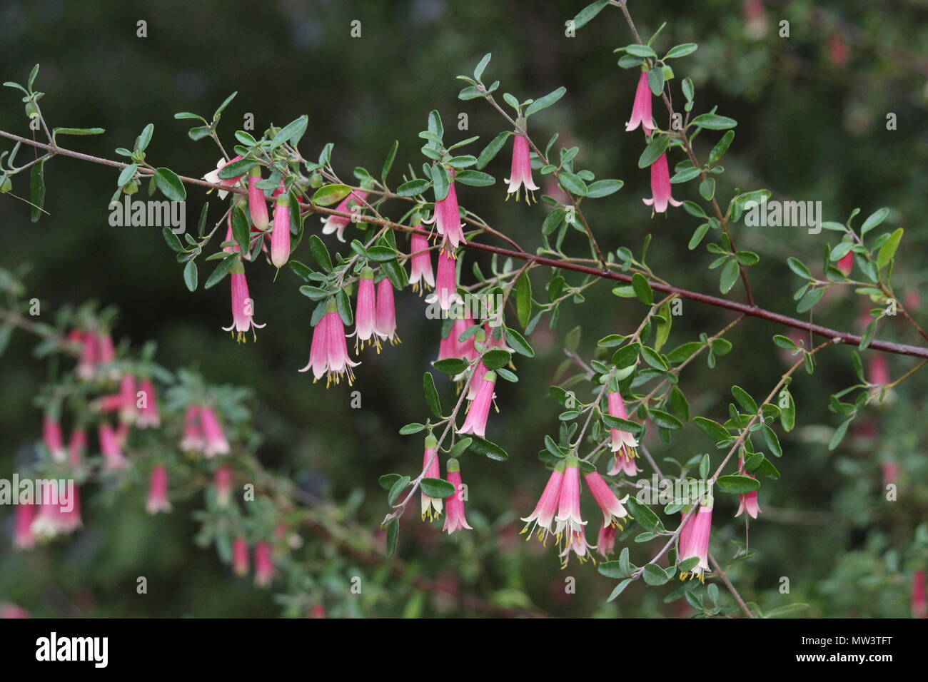 Correa Dusky Bells Stock Photo - Alamy