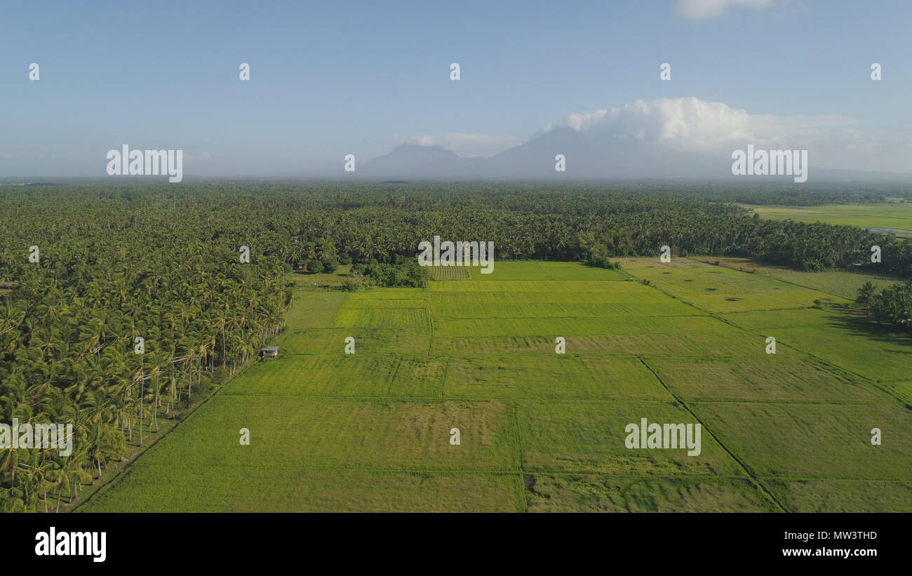 Aerial view of rice terraces and agricultural farm land among palm ...