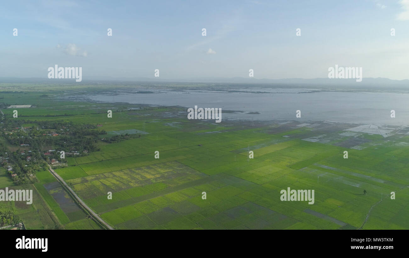 Aerial view of agricultural land, rice terraces near the lake Baao ...
