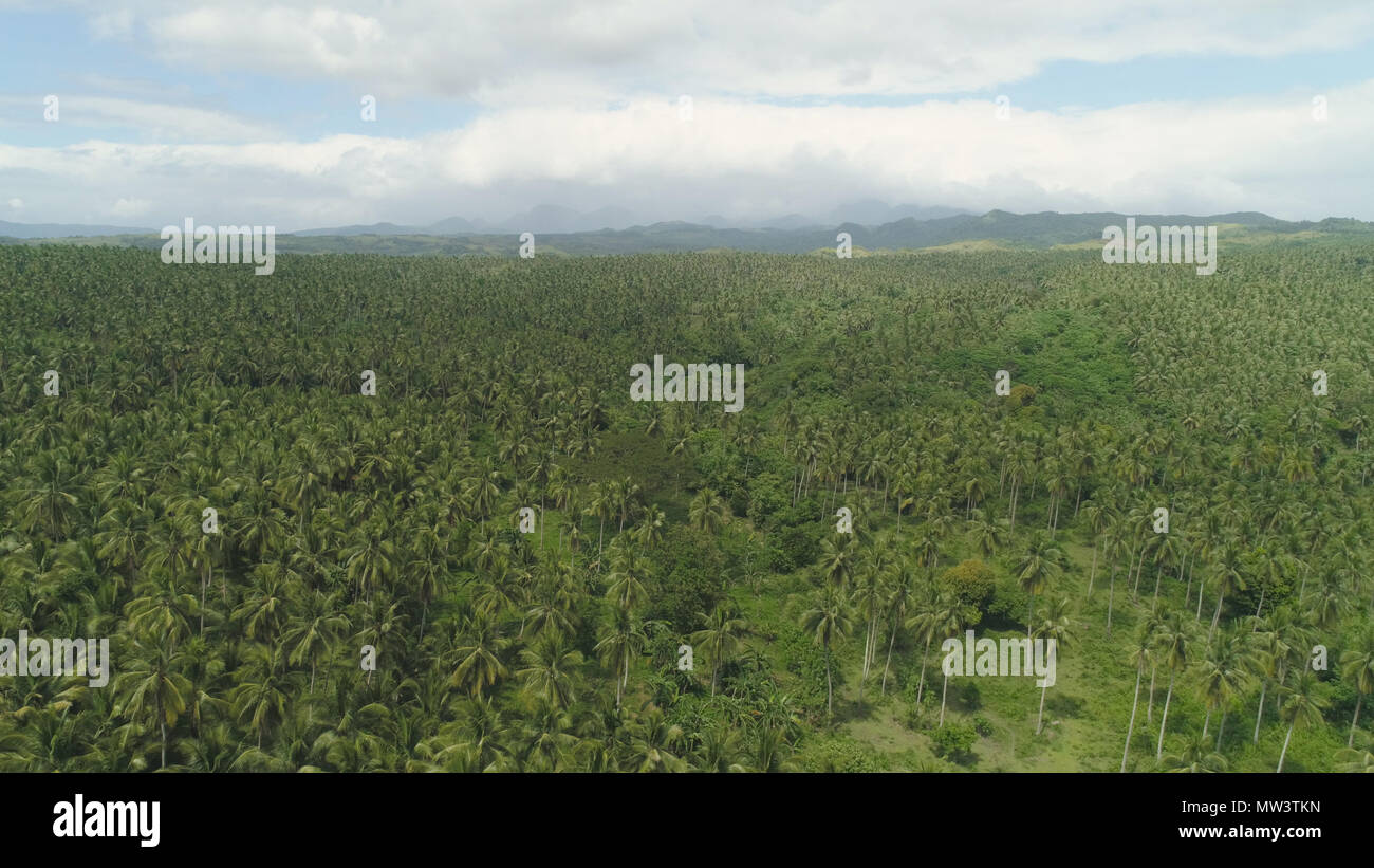Aerial view of grove of palm trees in the hills against sky and clouds ...