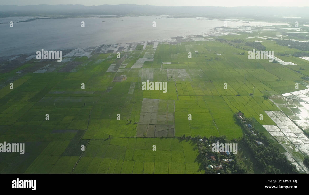 Aerial view of agricultural land, rice terraces near the lake Bato ...