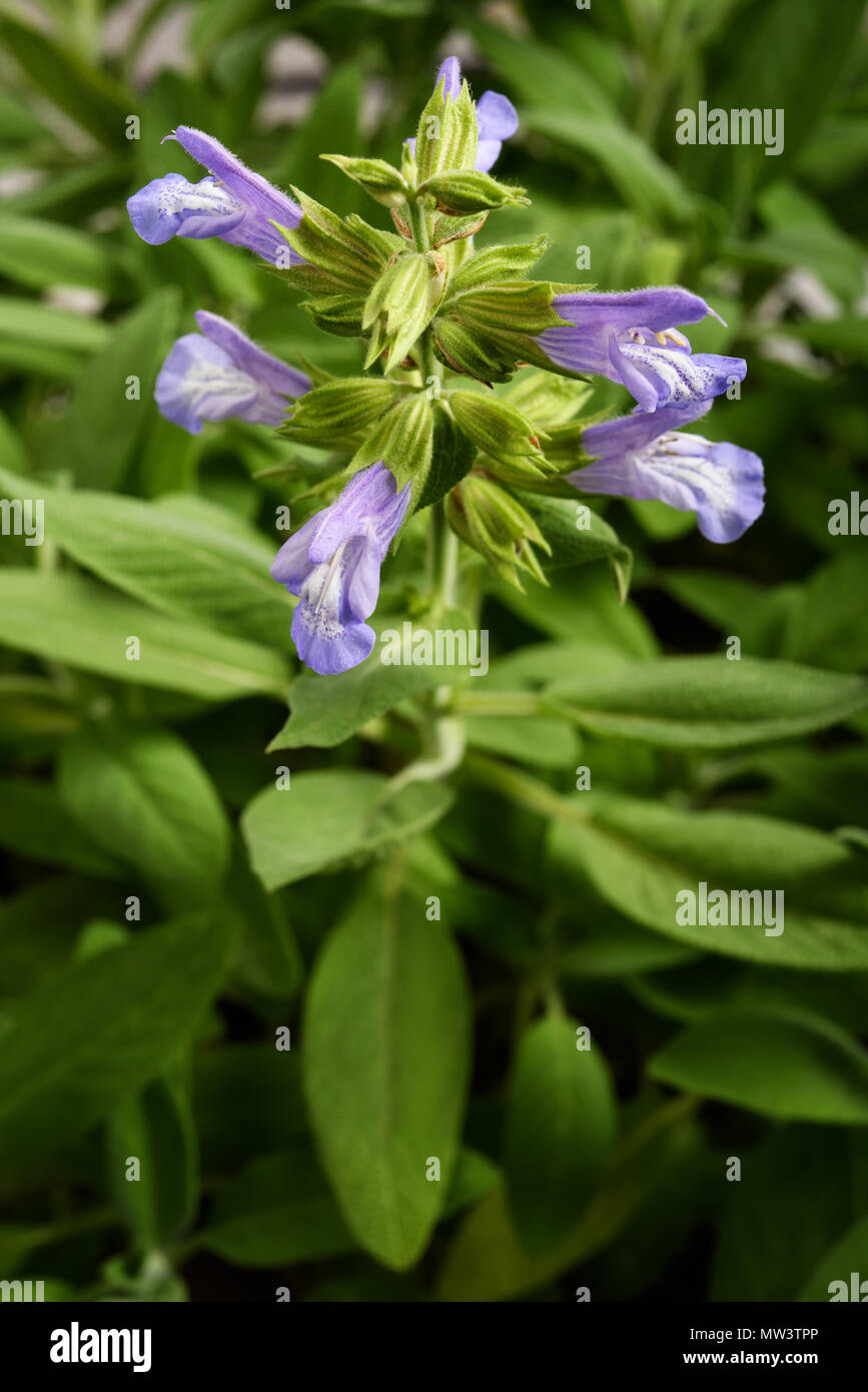 Sage plant hi-res stock photography and images - Alamy