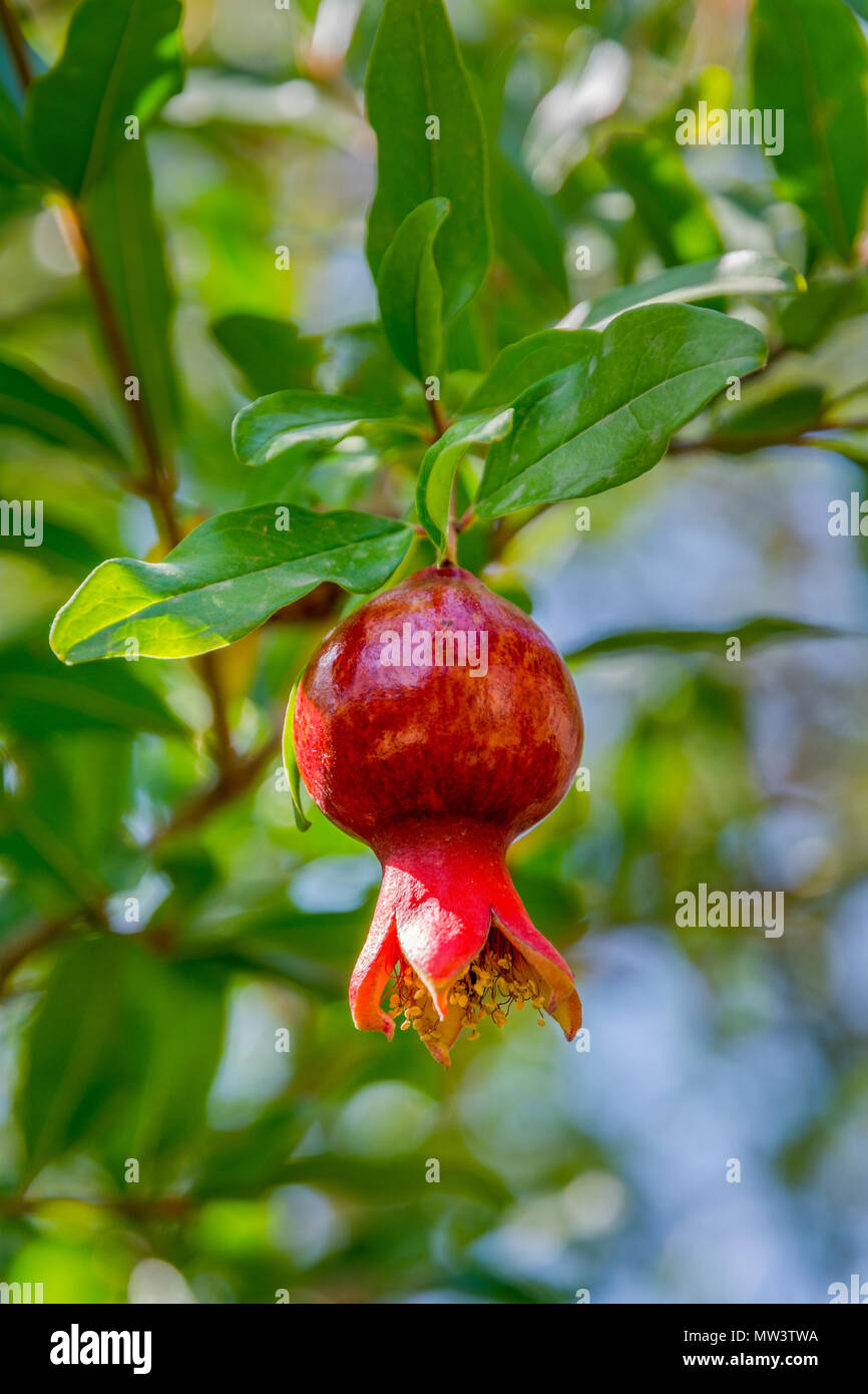Baby pomegranate growing on the tree hi-res stock photography and ...