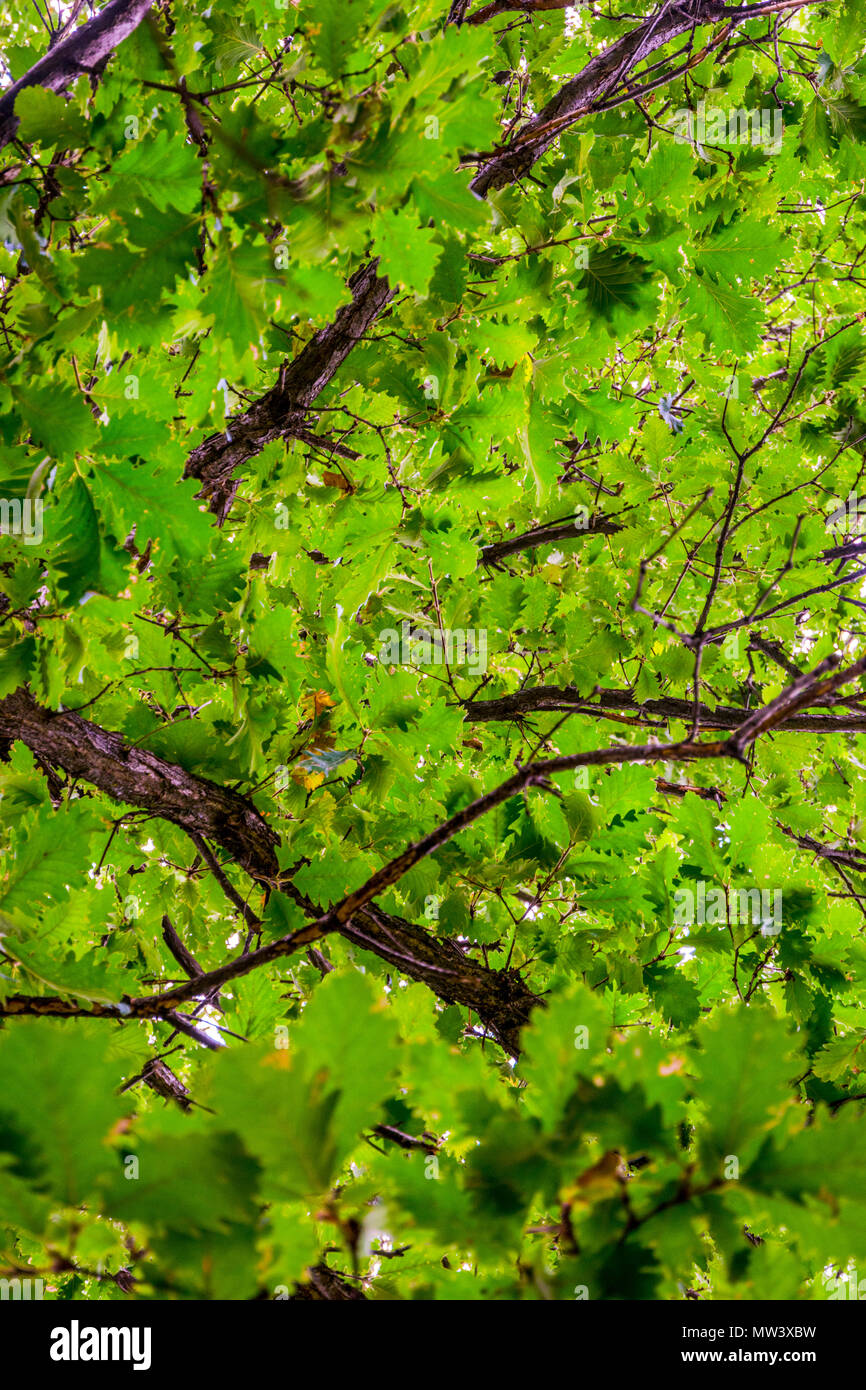 Oak tree with green leafs background from below Stock Photo - Alamy