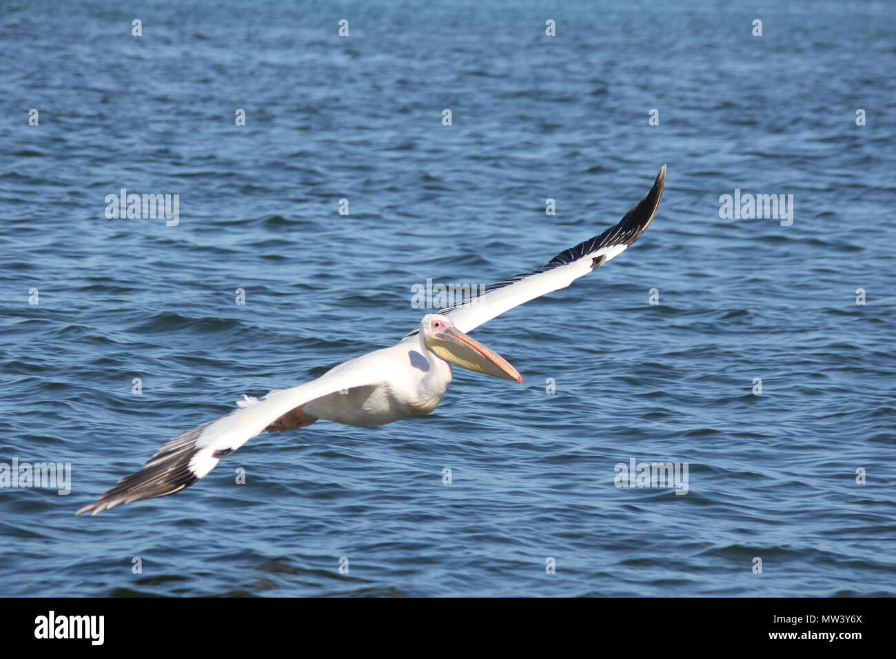 Wings over ocean hi-res stock photography and images - Alamy