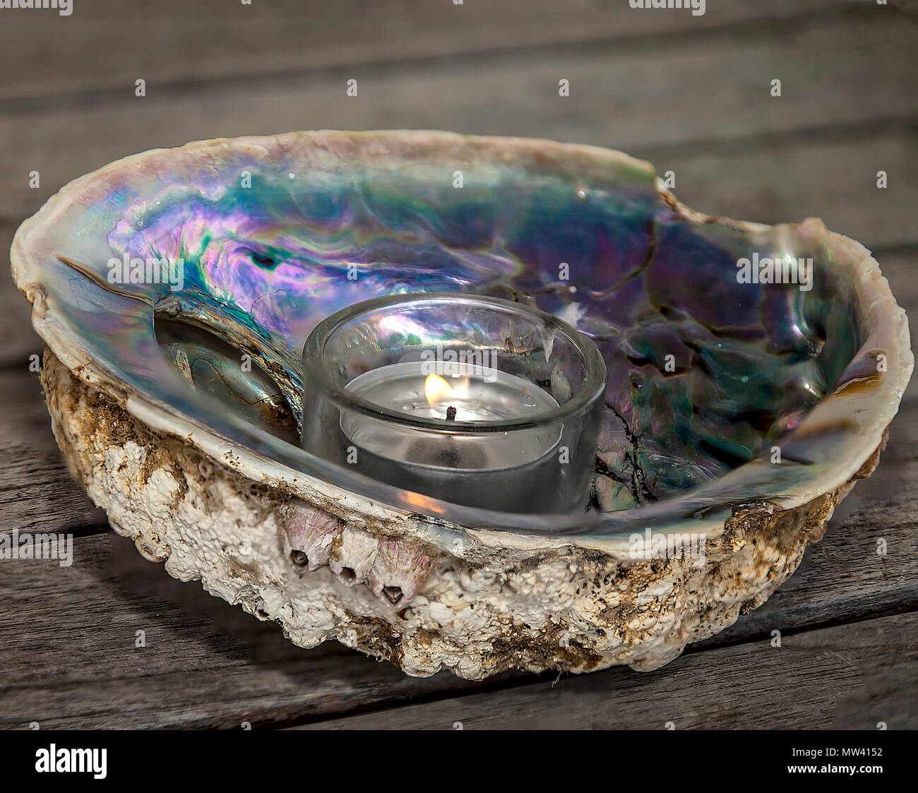 .Iridescent Seashell Close-up. Candle lit inside seashell. Stock image ...