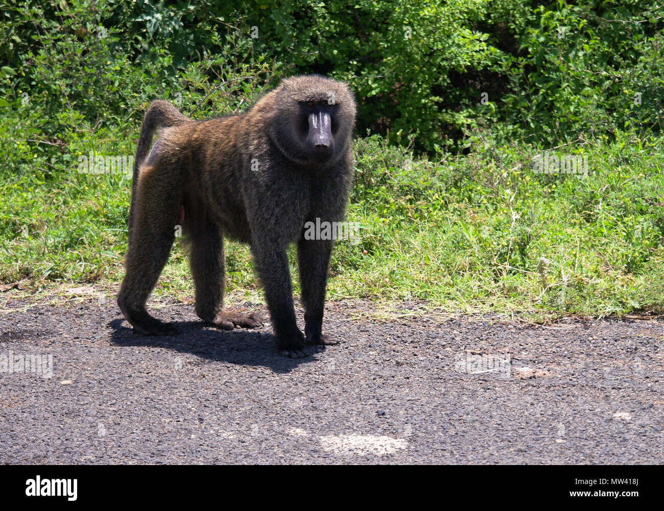 Portrait of Papio anubis aka olive baboon in Nechisar National Park ...