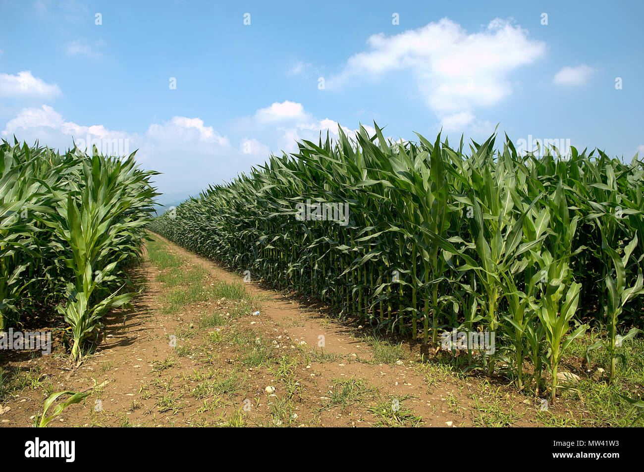 Castegnato (Bs), Franciacorta,Lombardi,Italy,a cultivatio of maize in ...