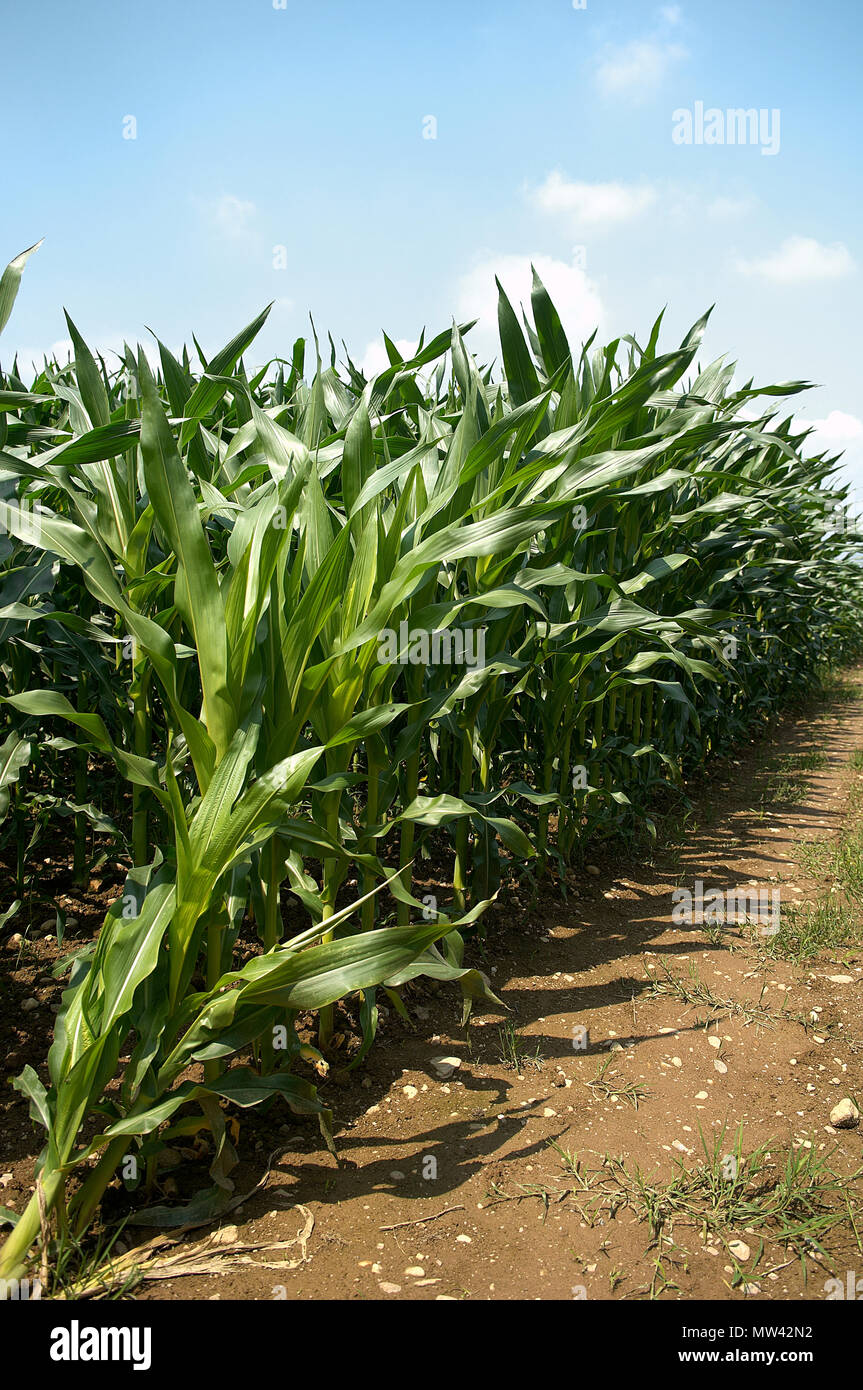 Castegnato (Bs), Franciacorta,Lombardi,Italy,a cultivatio of maize in ...
