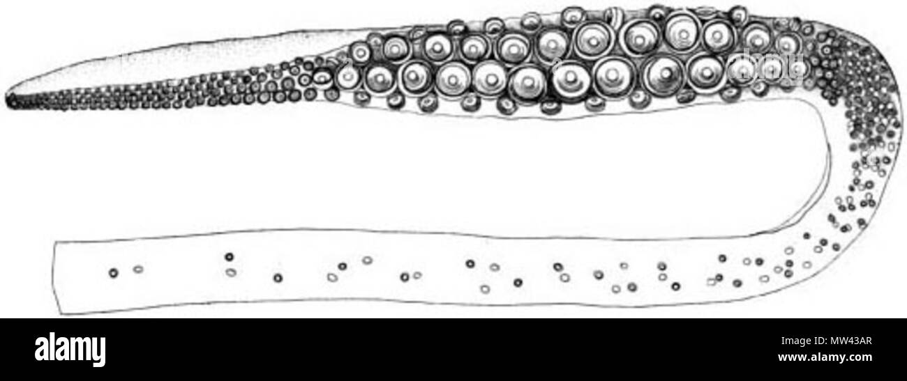 . Giant squid tentacle club . 1897. Verrill, A. E. 243 Giant squid ...