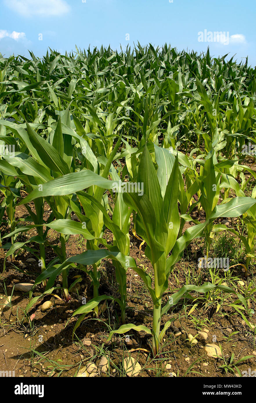 Castegnato (Bs), Franciacorta,Lombardi,Italy,a cultivatio of maize in ...