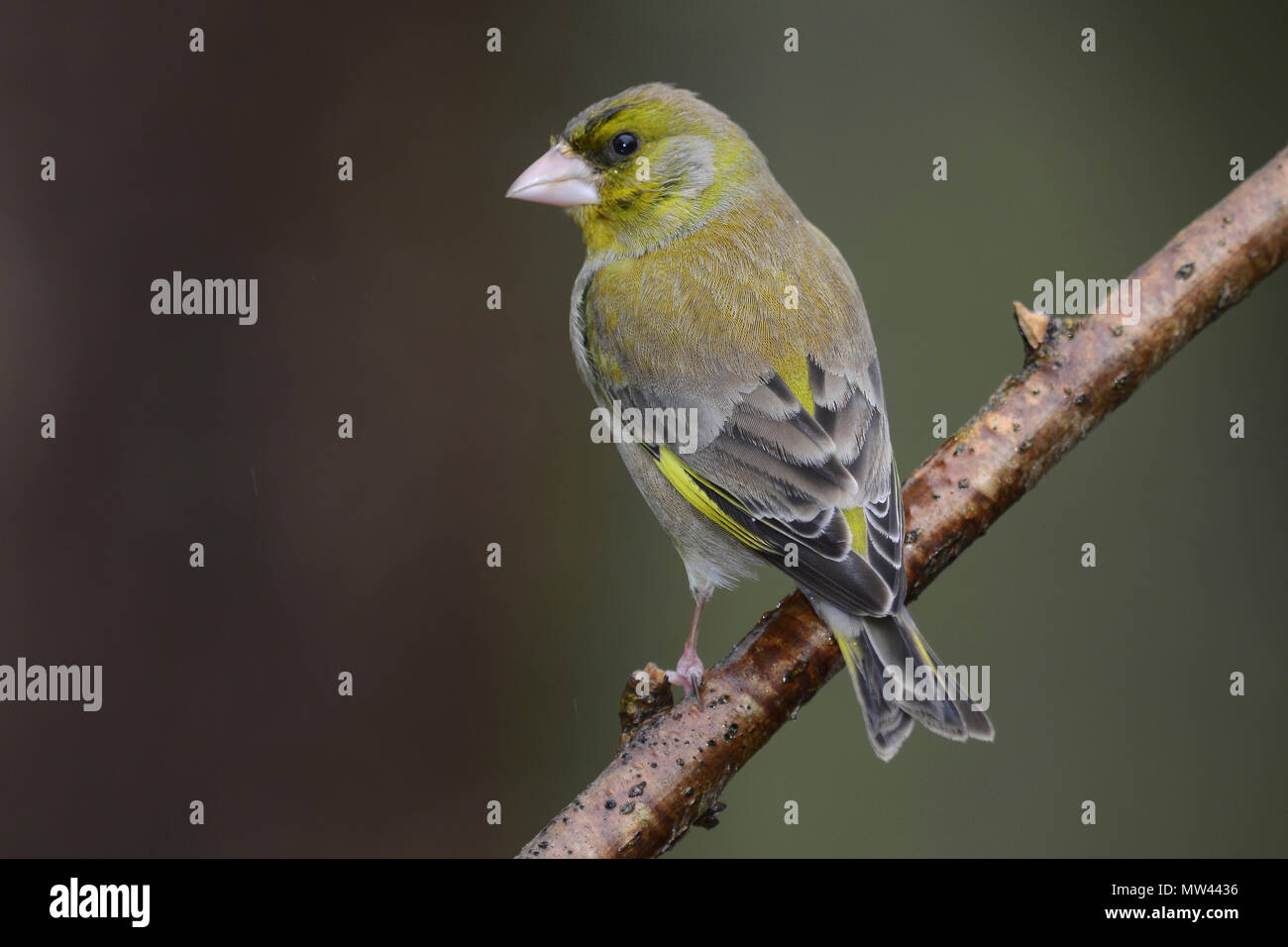 Common greenfinches hi-res stock photography and images - Alamy